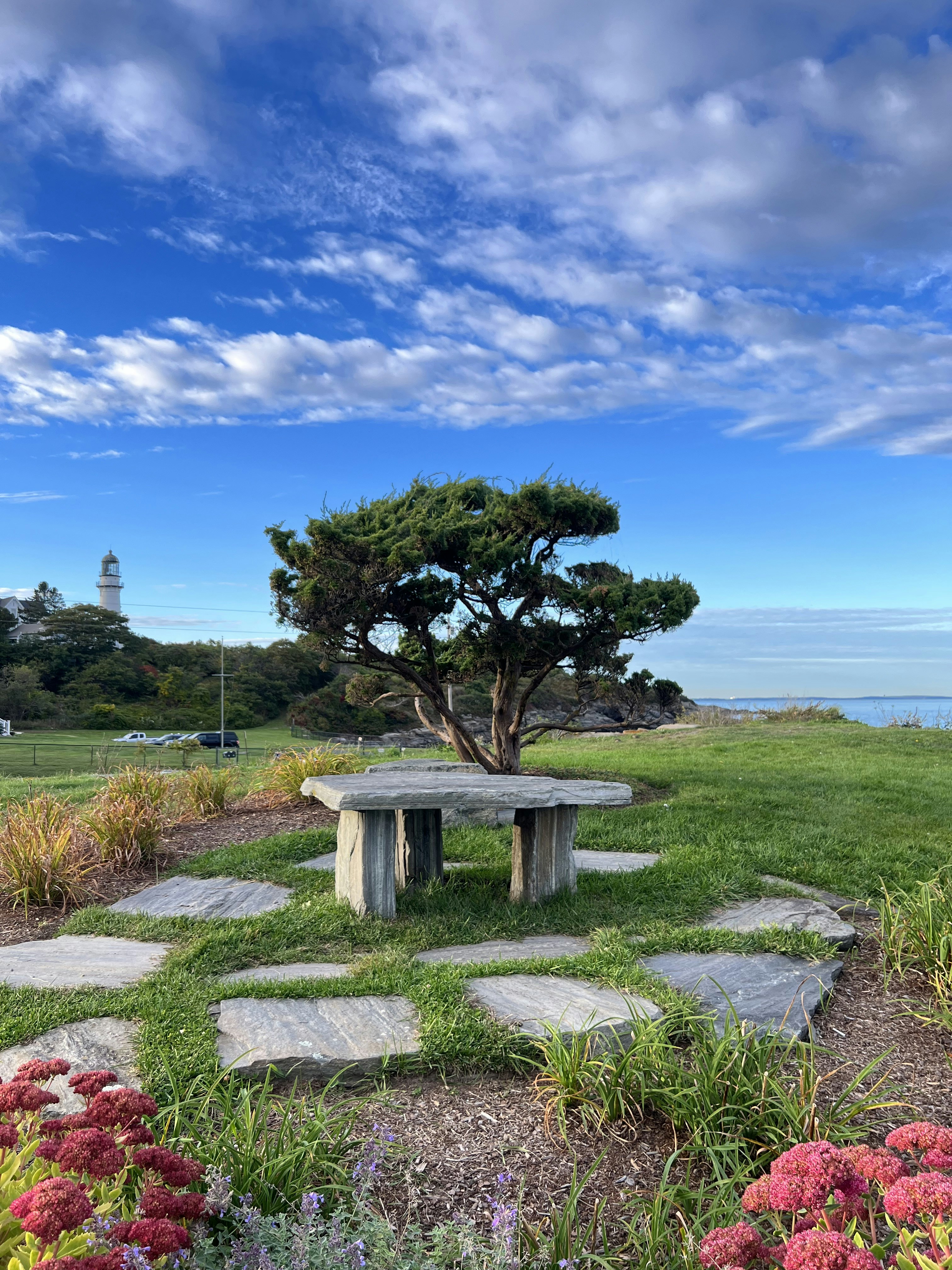 Seaside Garden Bench Under a Wind-Sculpted Pine