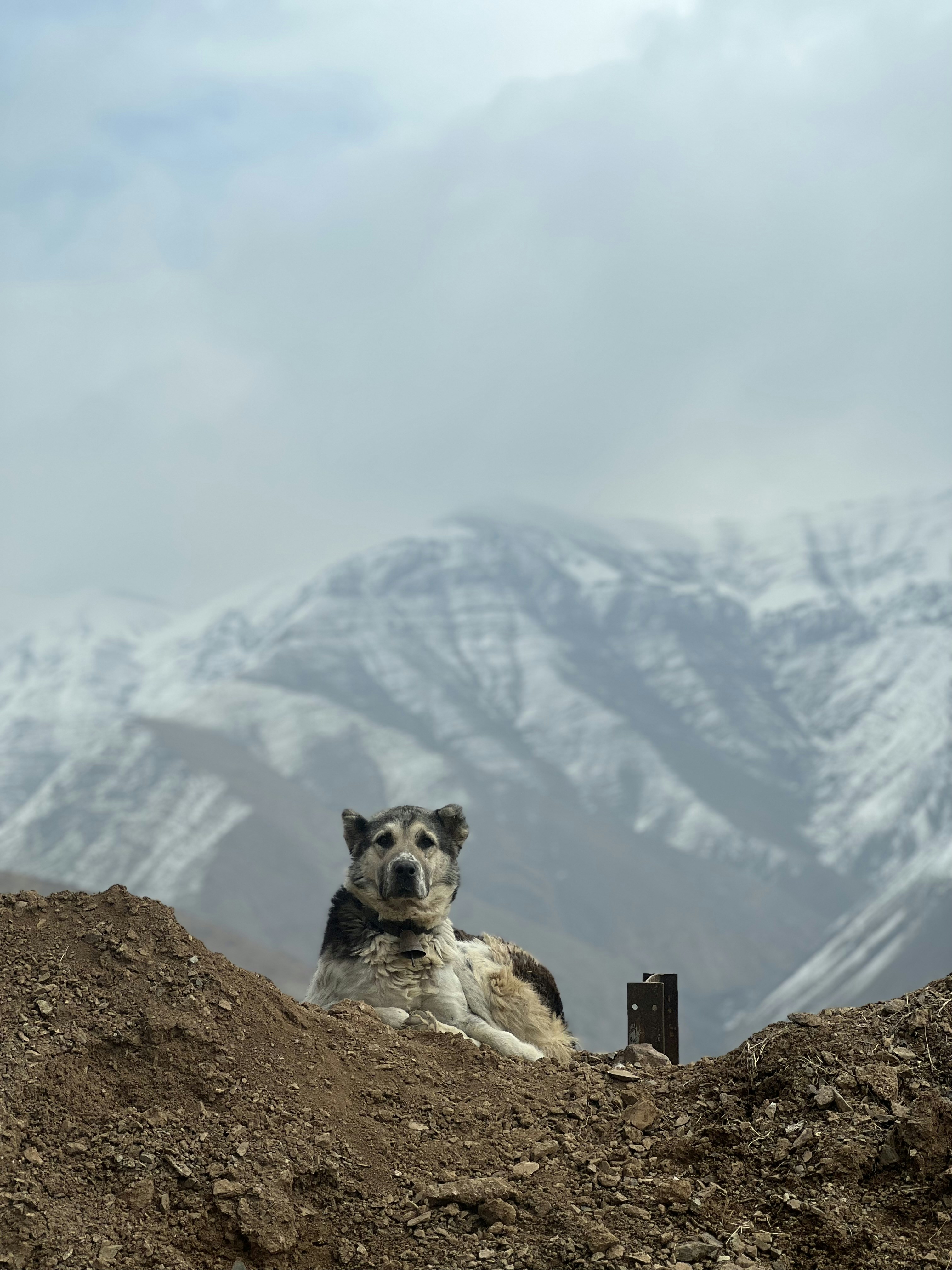 Sentinel on the Dirt Crest: A Loyal Canine Above the Alpine Horizon