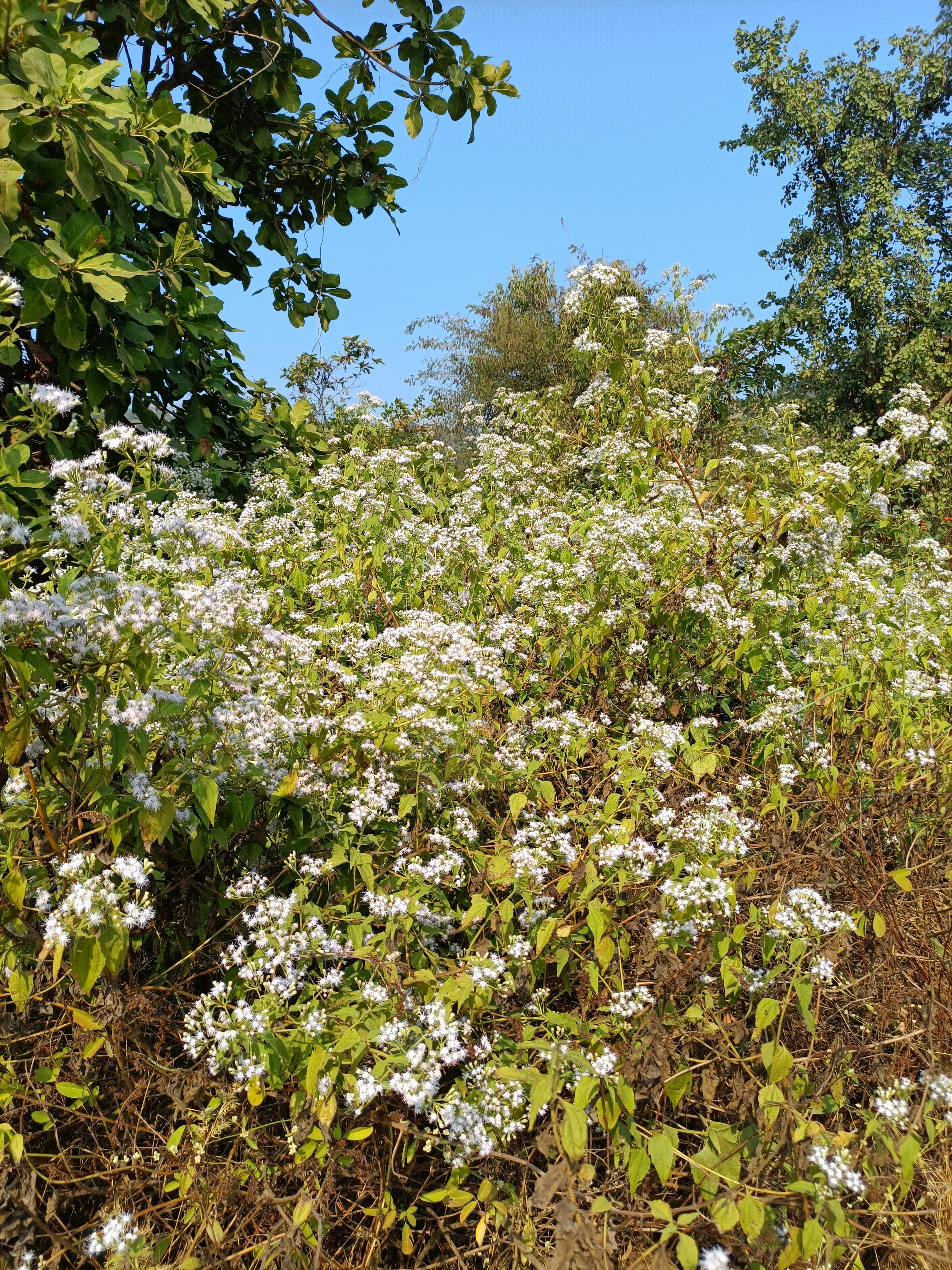 Foto Un arbusto con flores blancas y hojas verdes – Imagen Estética de ...
