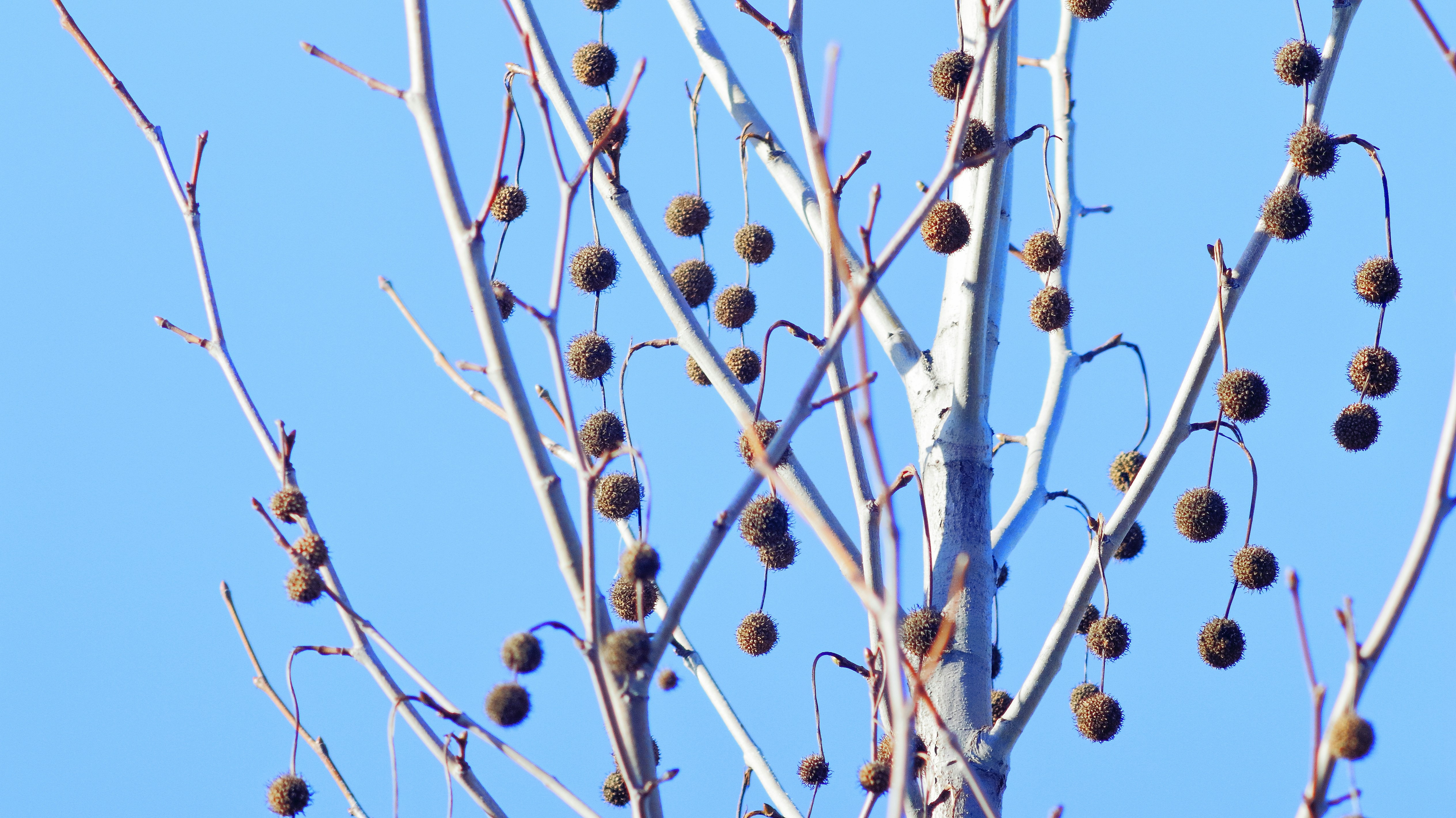 A close-up view of a bare tree adorned with clusters of seed pods against a clear blue sky.