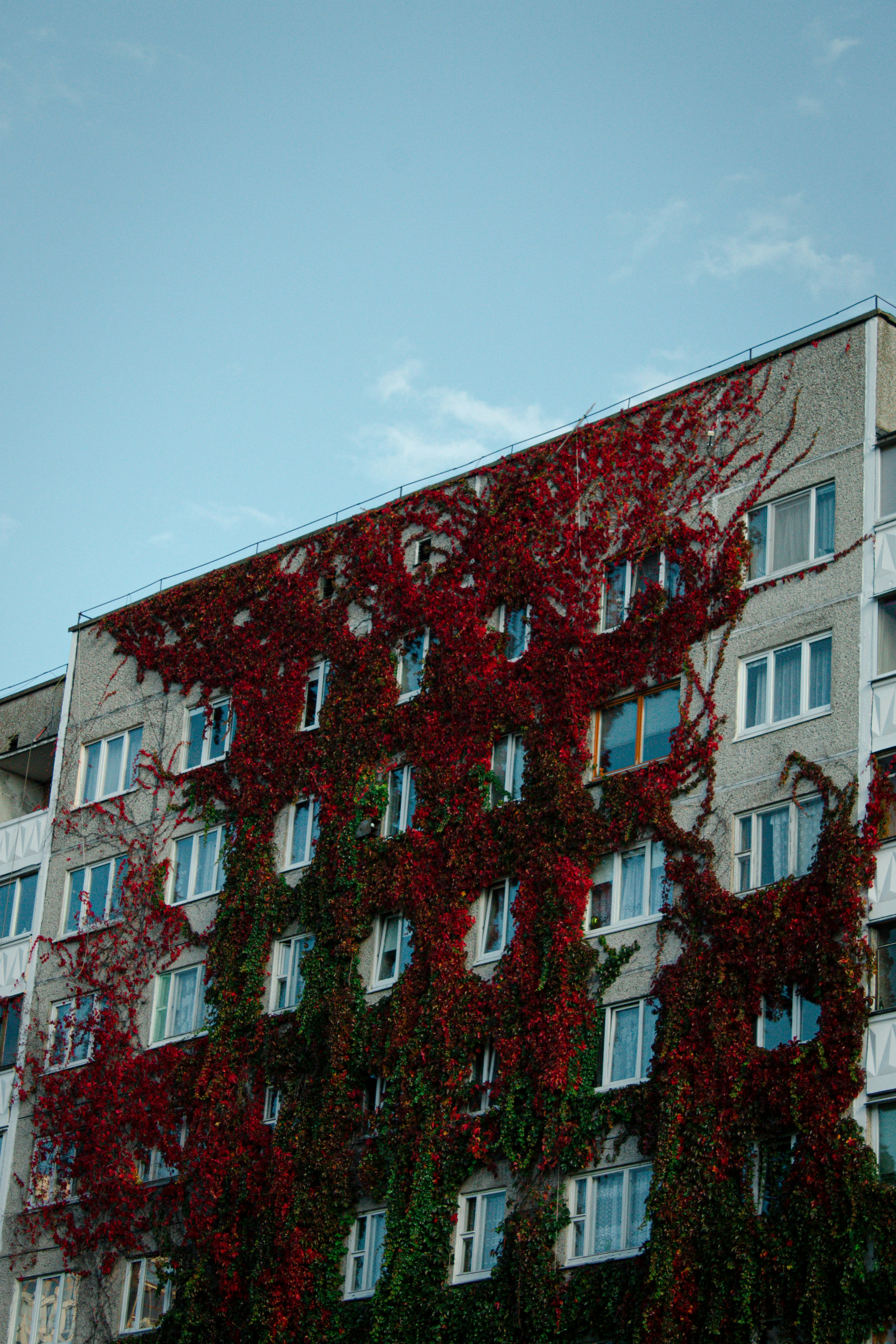 A tall building with vines growing on the side of it photo – Free Minsk ...