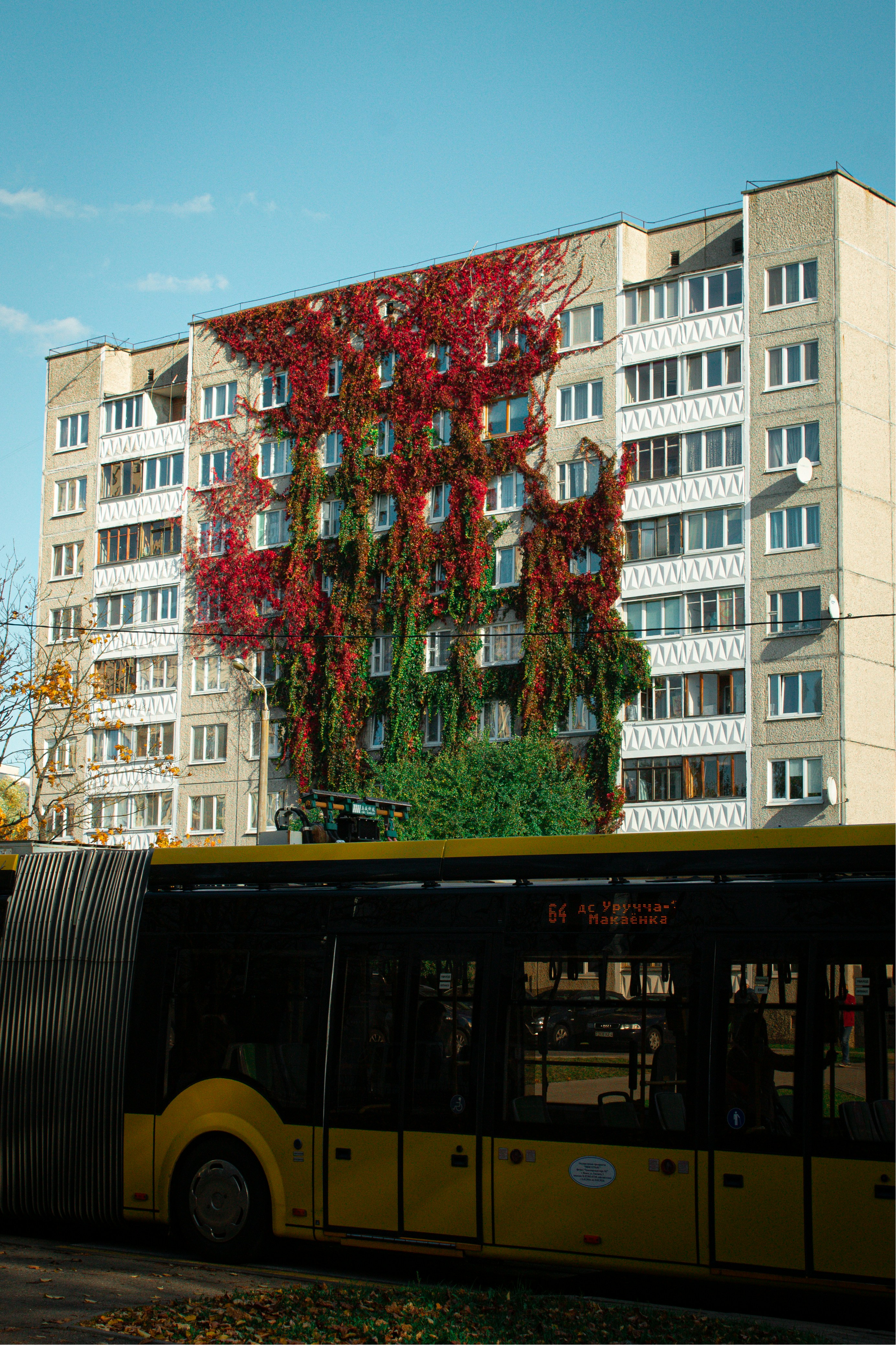 Scarlet Ivy Claims a Soviet-era Facade as a Yellow City Bus Passes By