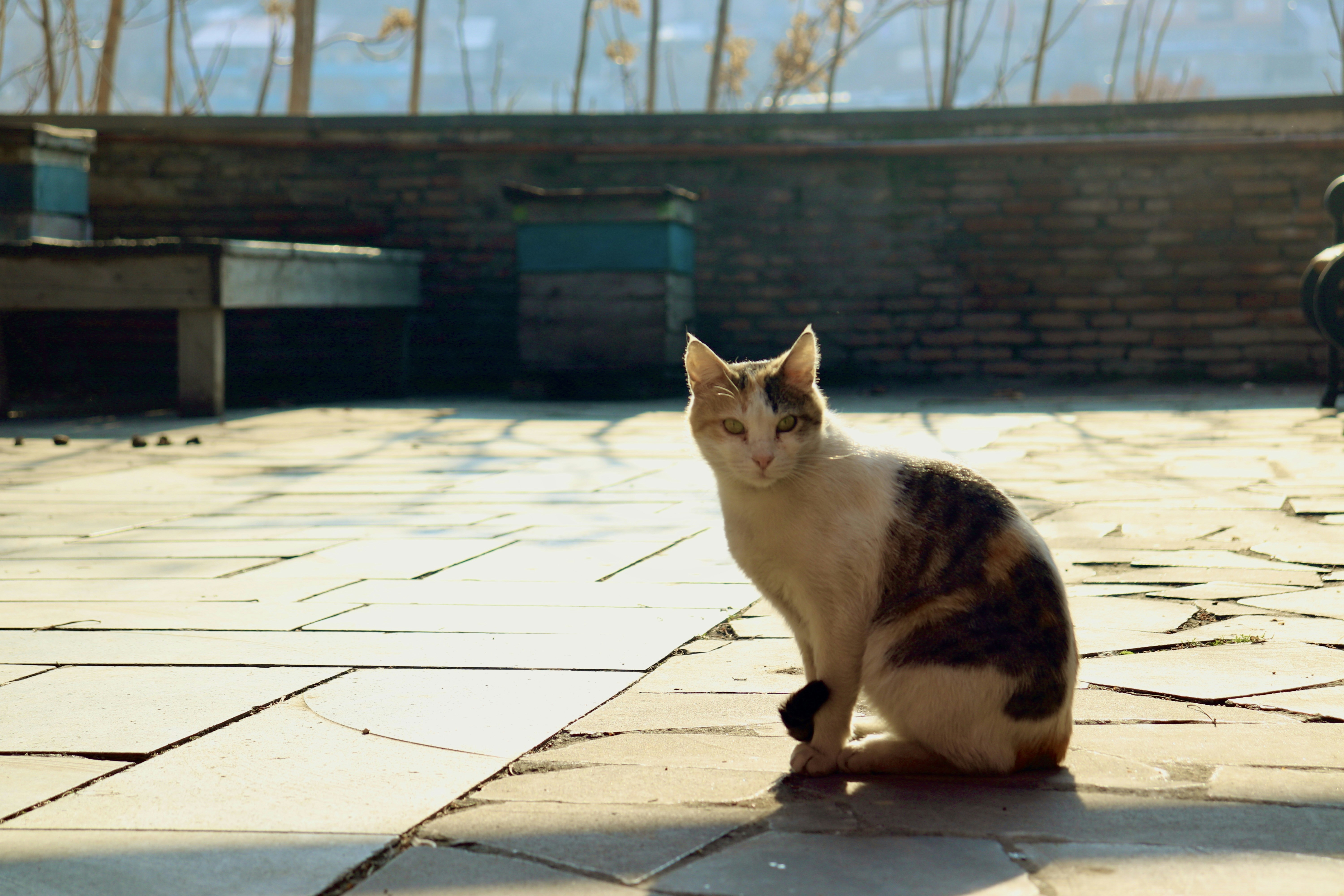 Un chat assis par terre dans une cour photo – Photo Tbilissi Gratuite ...