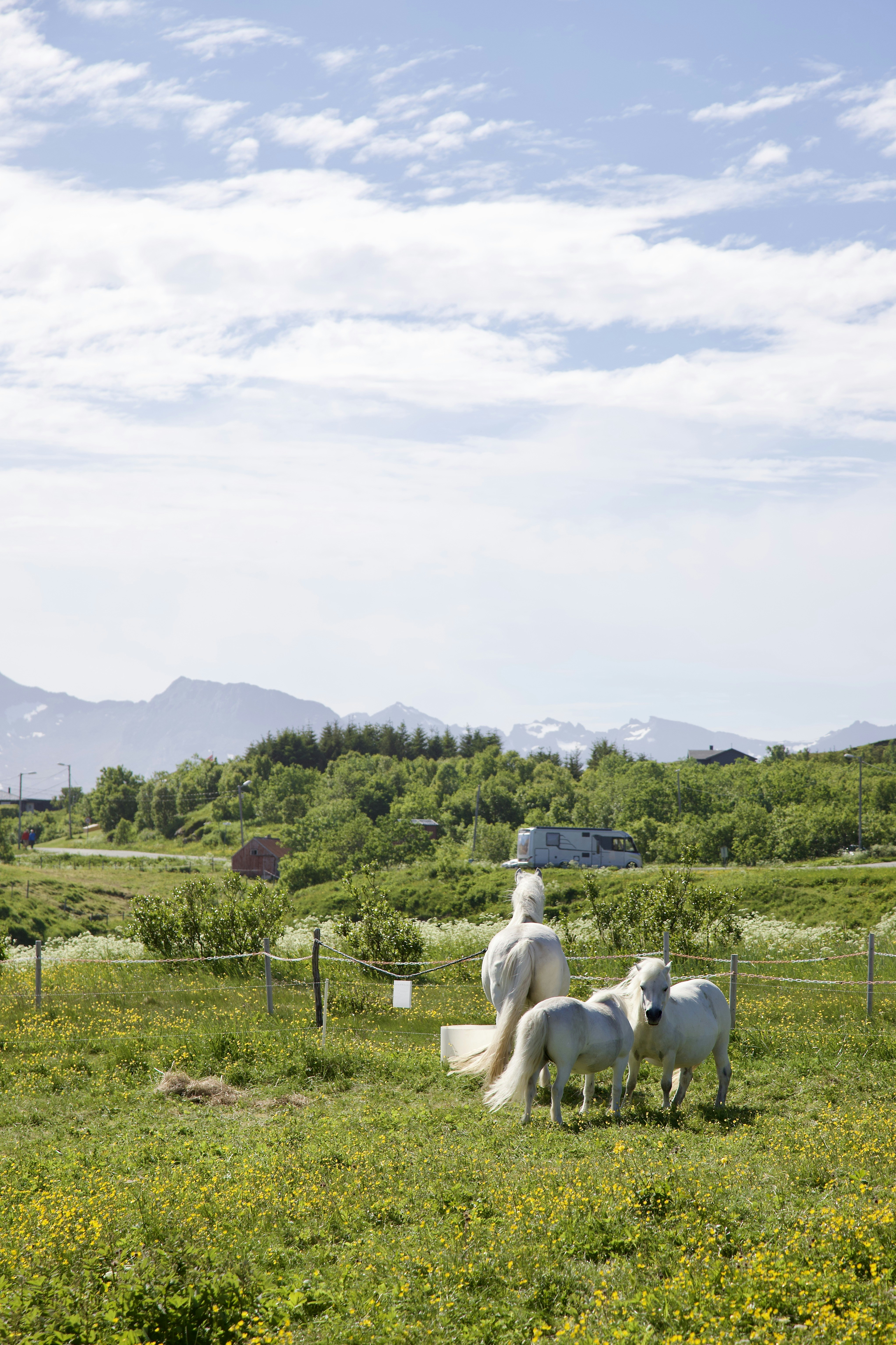 a couple of white horses standing on top of a lush green field
