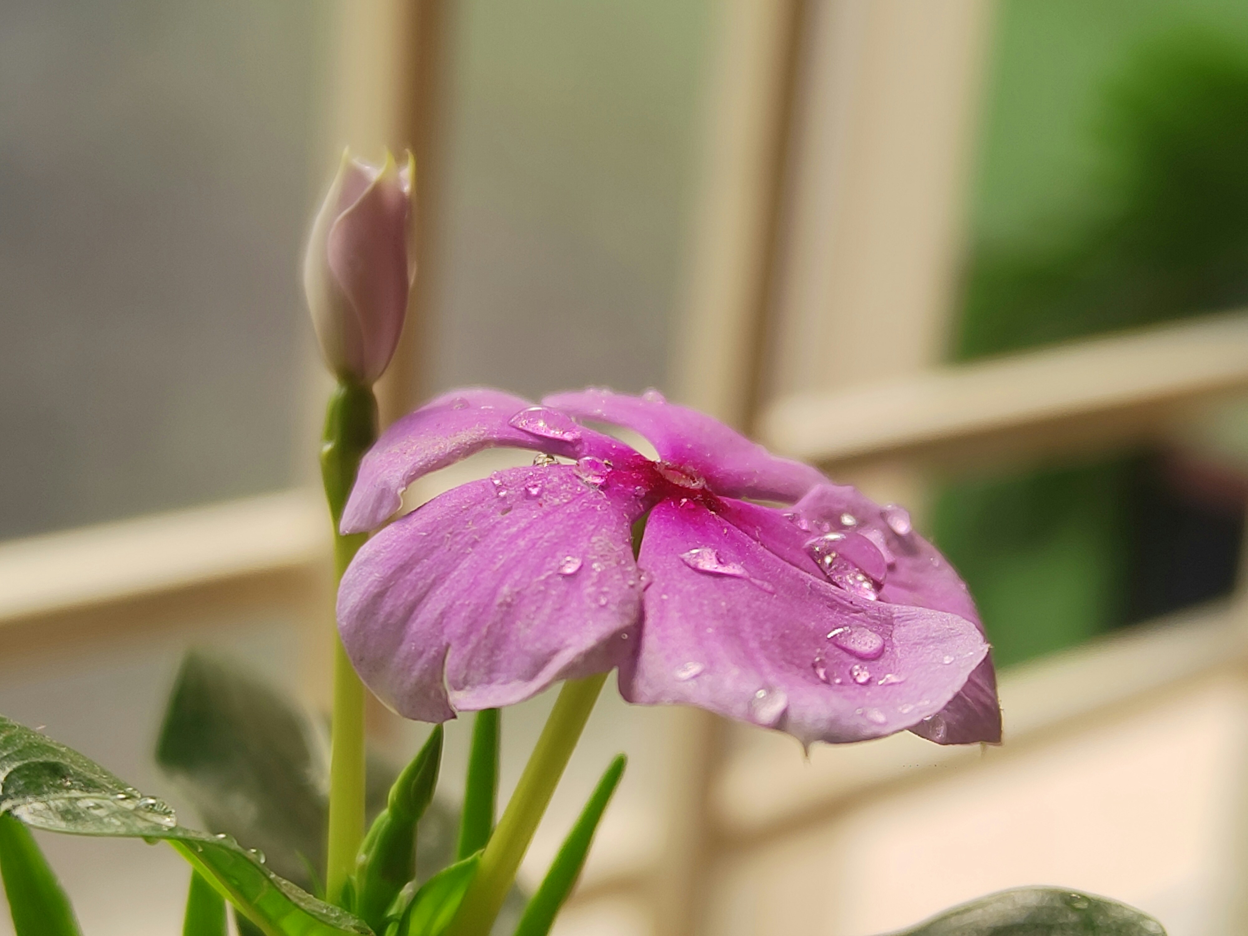 Dew-Kissed Pink Hibiscus: A Macro Moment in Morning Light