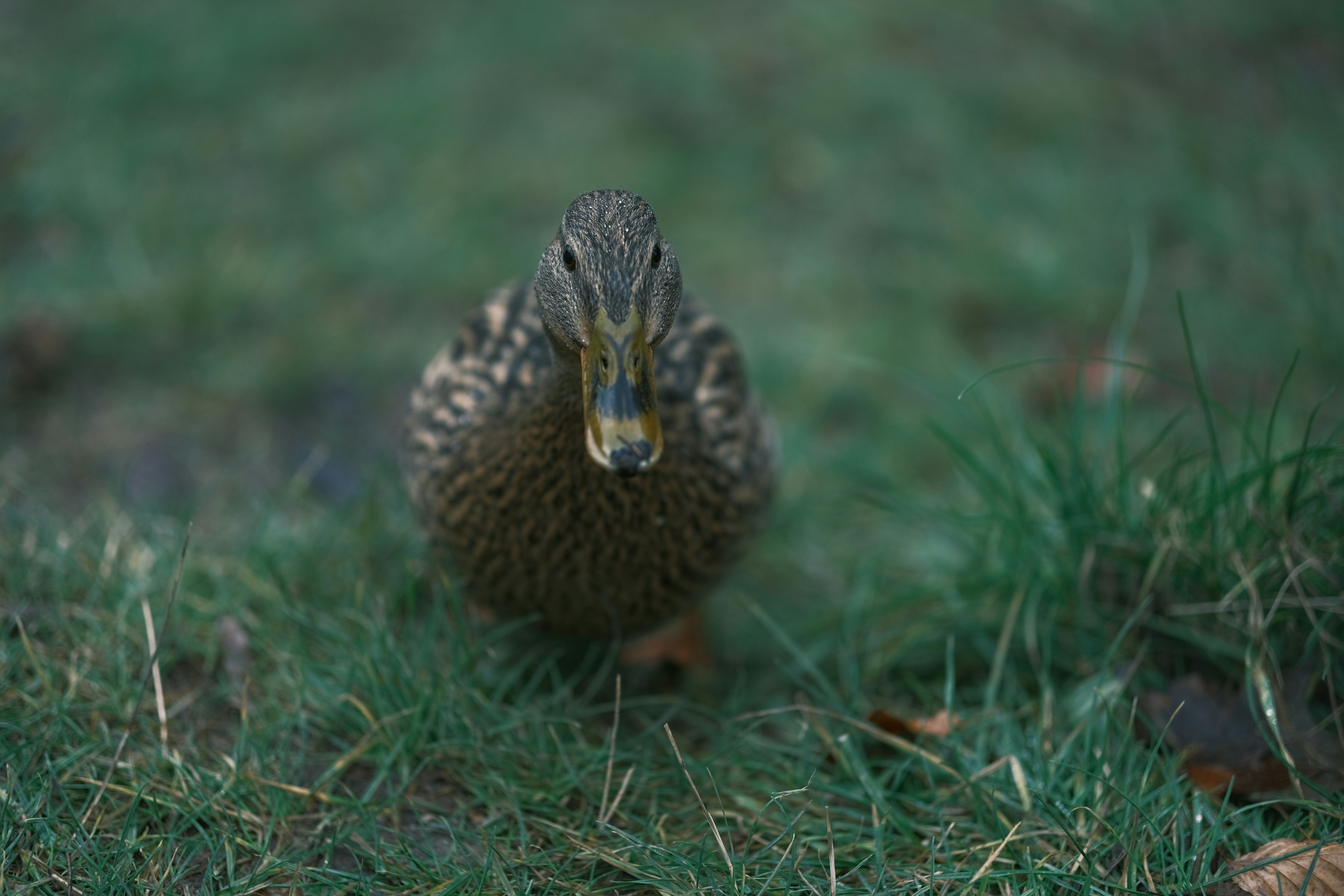 A duck standing on top of a lush green field photo – Free Animal Image ...