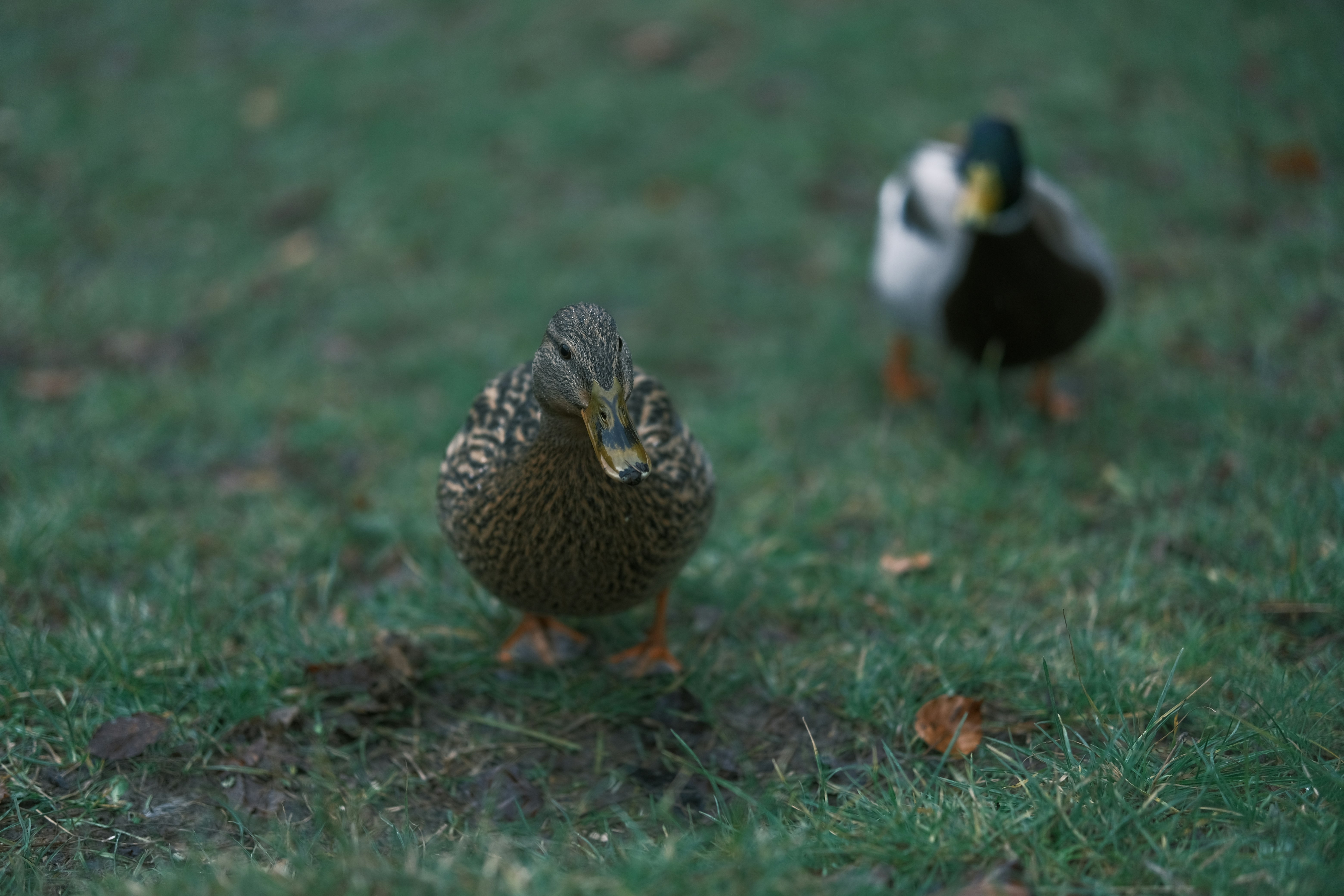 Female duck approaching camera with male duck in the background, set against a grassy backdrop. 