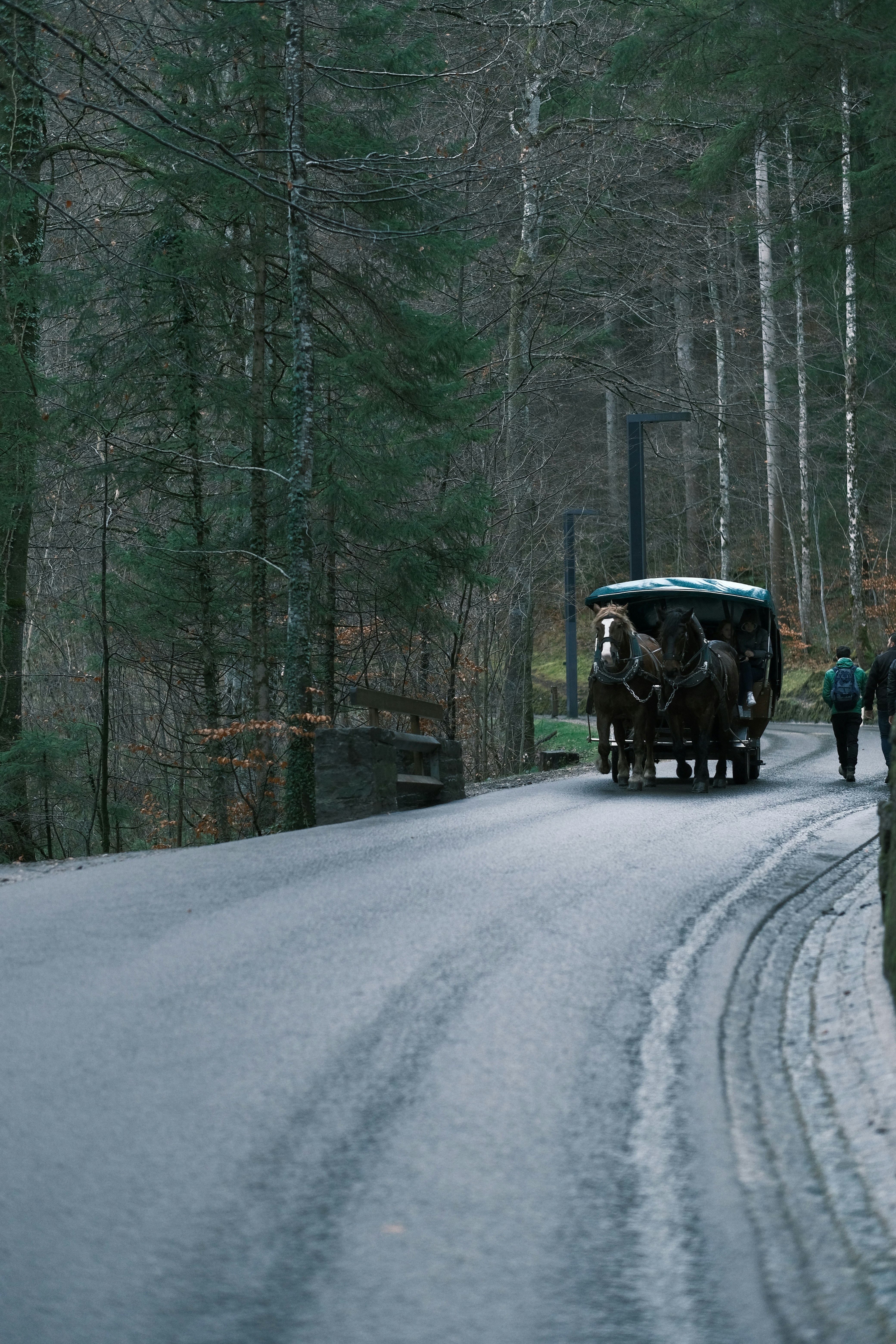 Quiet Forest Crossing: A Horse-Drawn Wagon on a Weathered Road