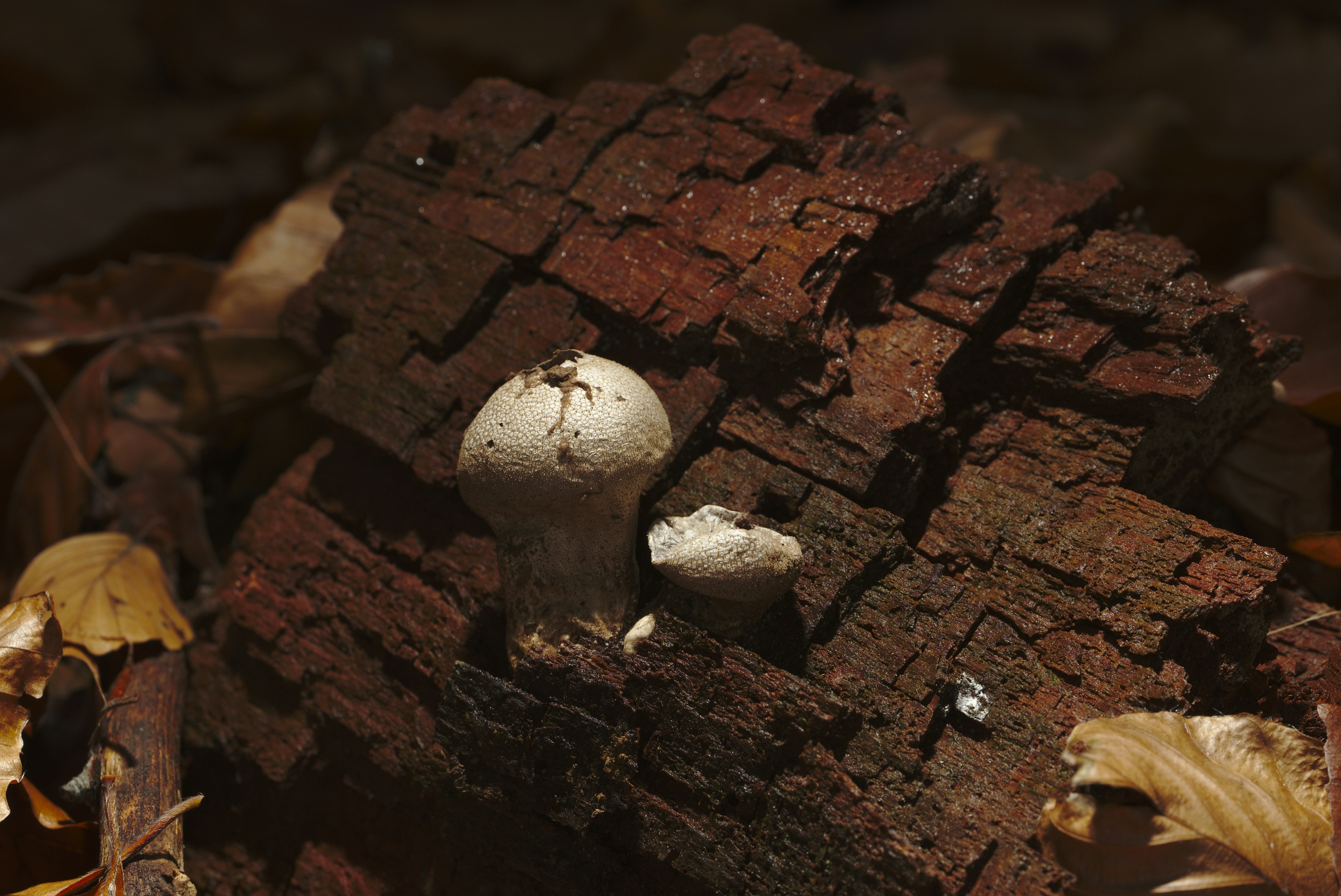 Mushroom Sentinel on a Charred Log