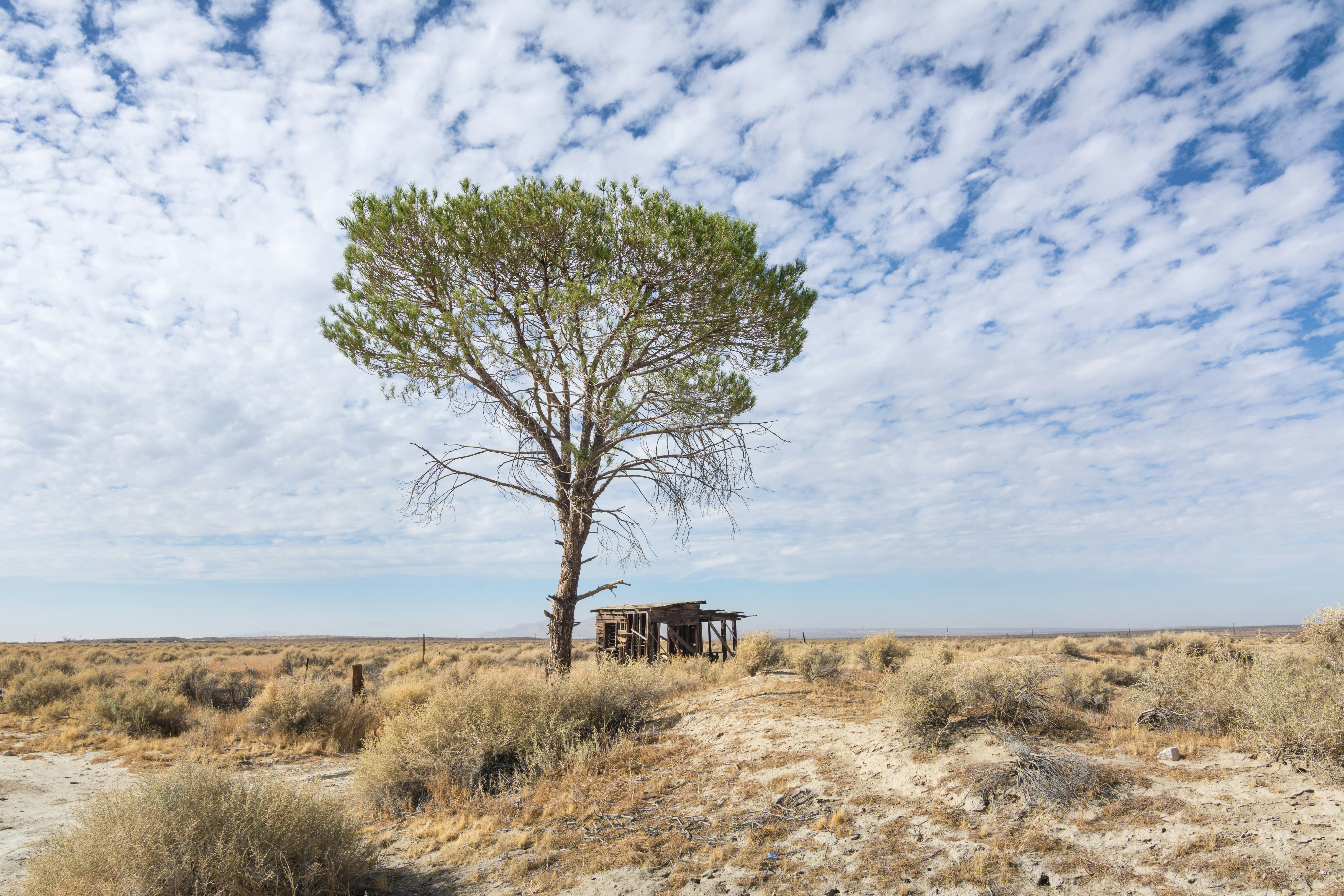 Lone tree standing beside a small structure in a vast desert landscape under a textured cloud-filled sky.