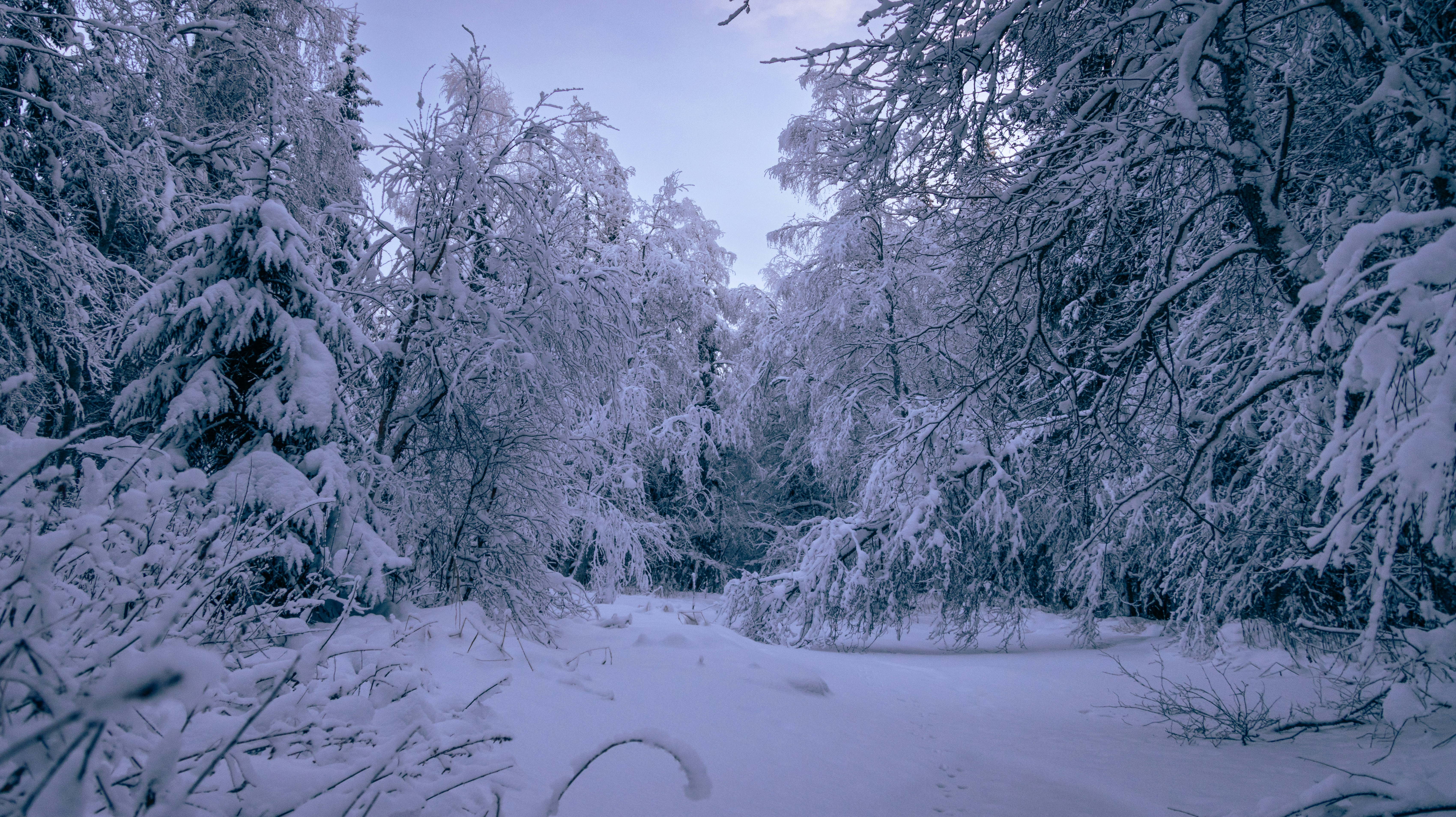 Snowbound Corridor: A Fading Path Through Frosted Pines