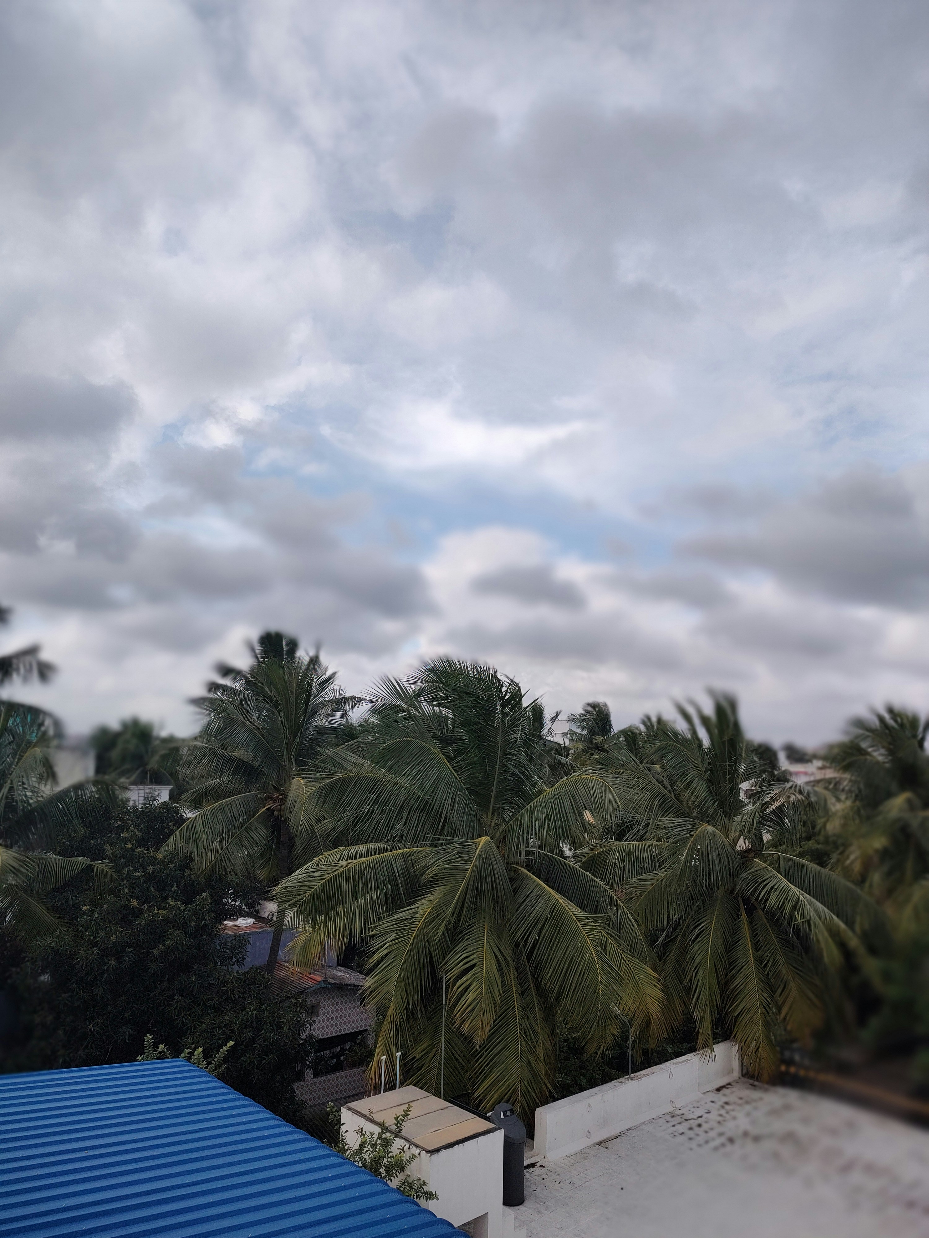 Dense palm fronds dominate the mid-ground, with a blue corrugated roof and white walls in the foreground beneath a cloudy sky.