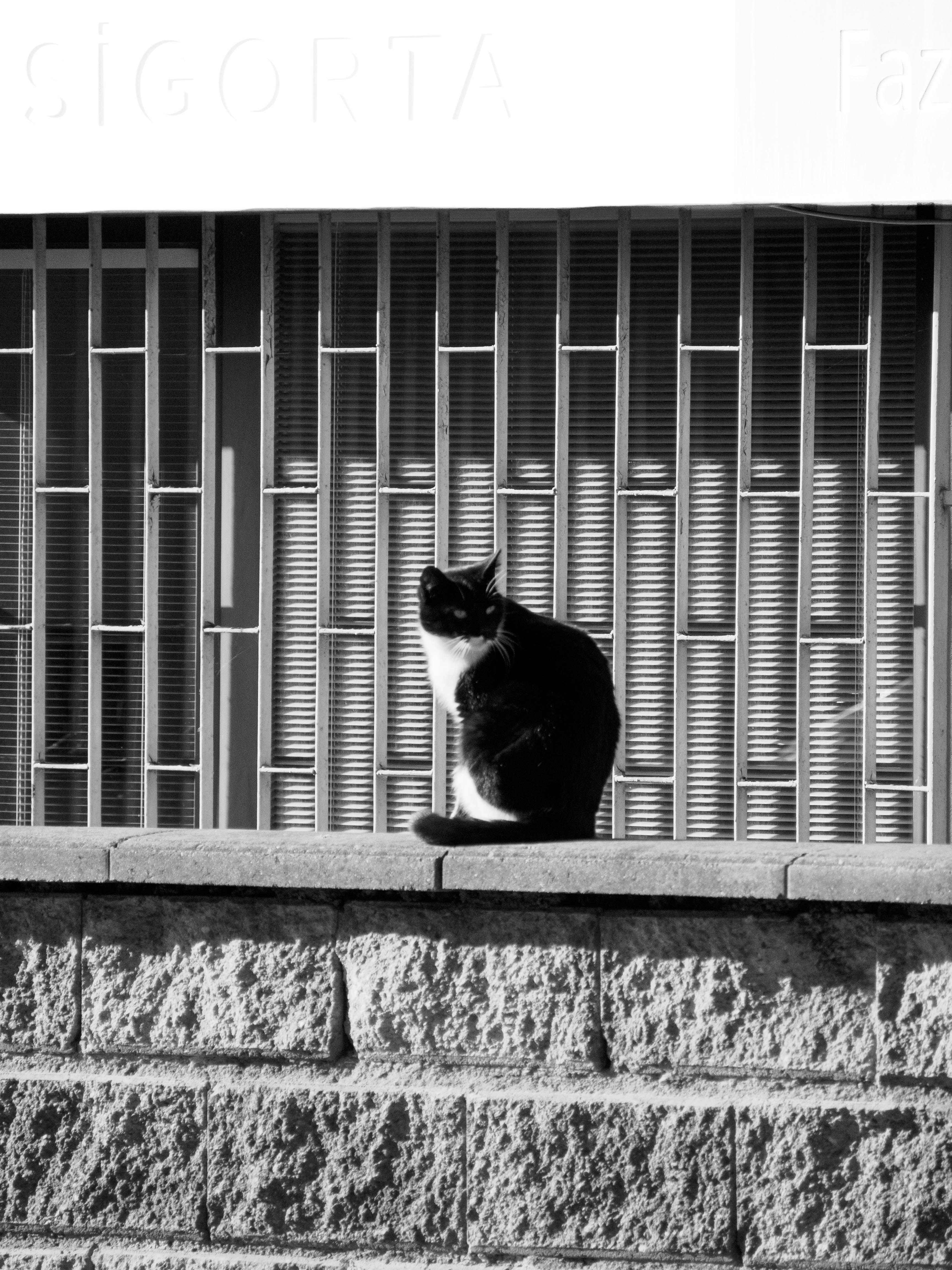 cat
