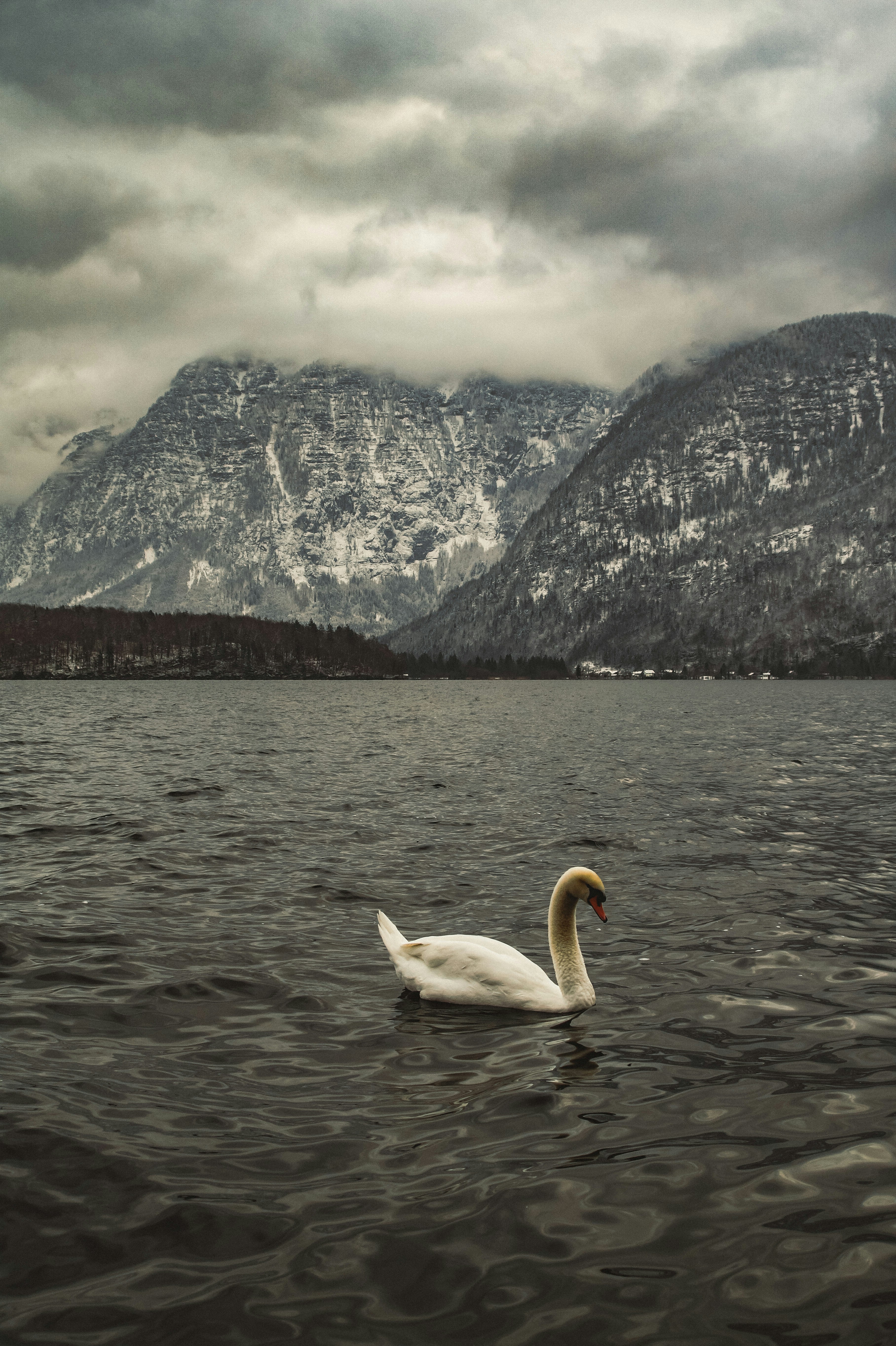 Swan on a Cold Lake Against Snowy Peaks