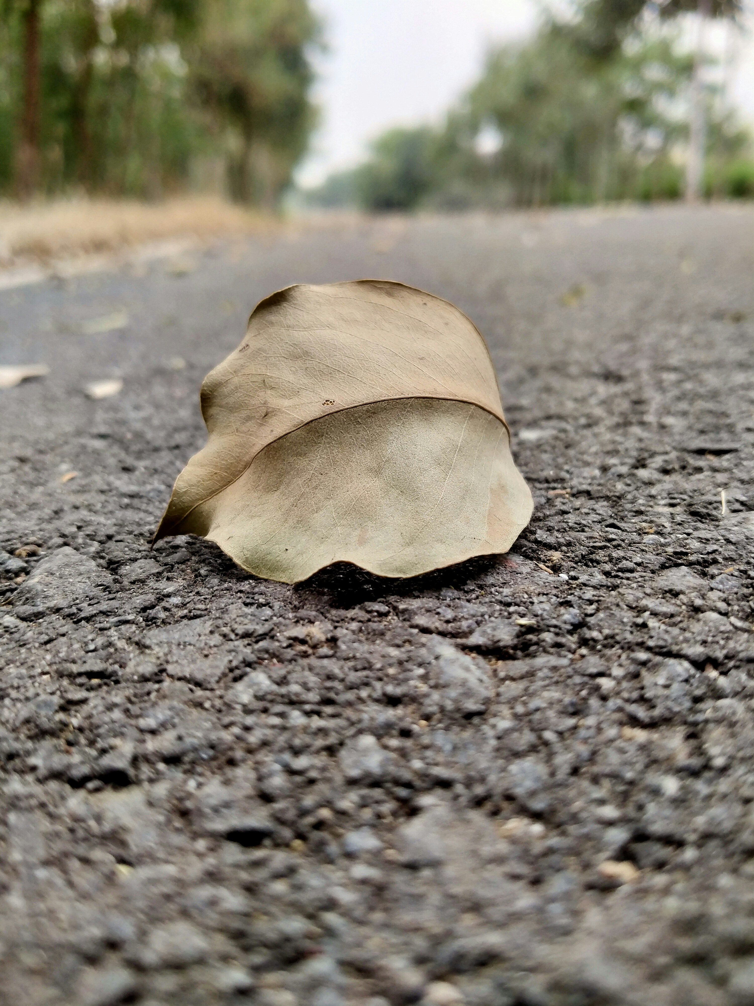 A dried leaf rests on a textured asphalt road, framed by a blurred background of trees. The scene captures the essence of nature's transition.