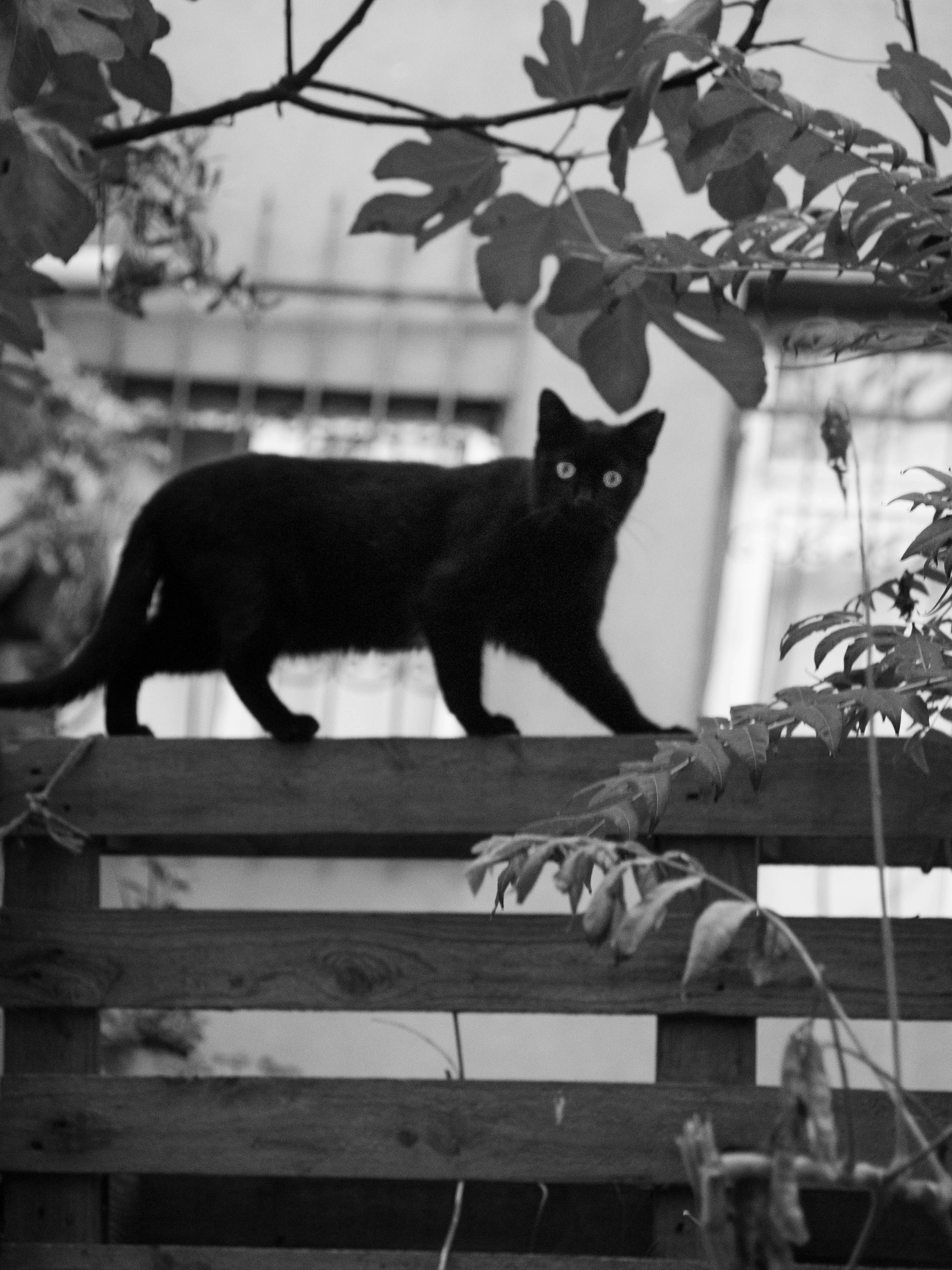 Cat photo shot on Olympus OM-D E-M10