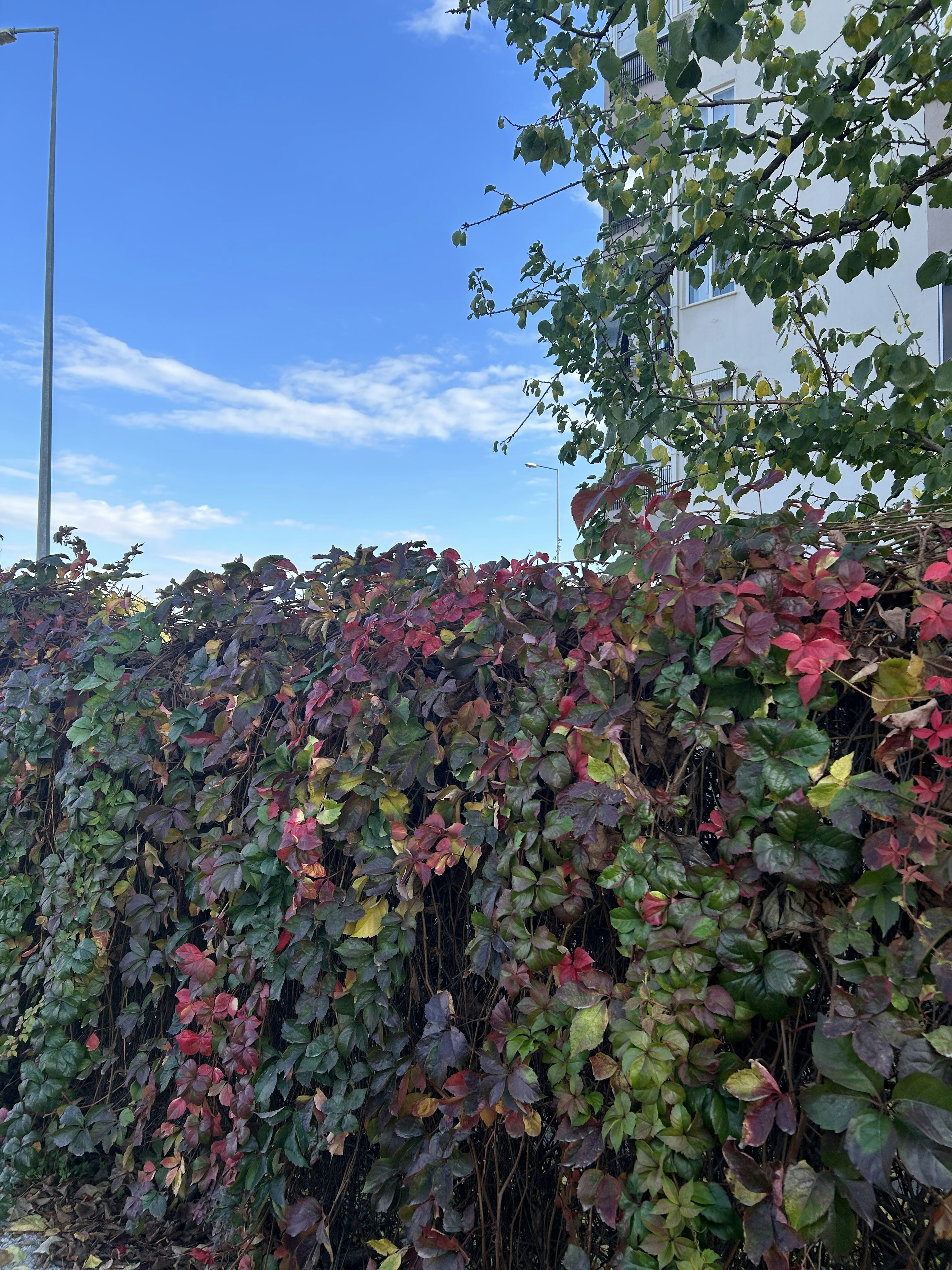 A row of bushes with red and green leaves photo – Free Vine Image on ...
