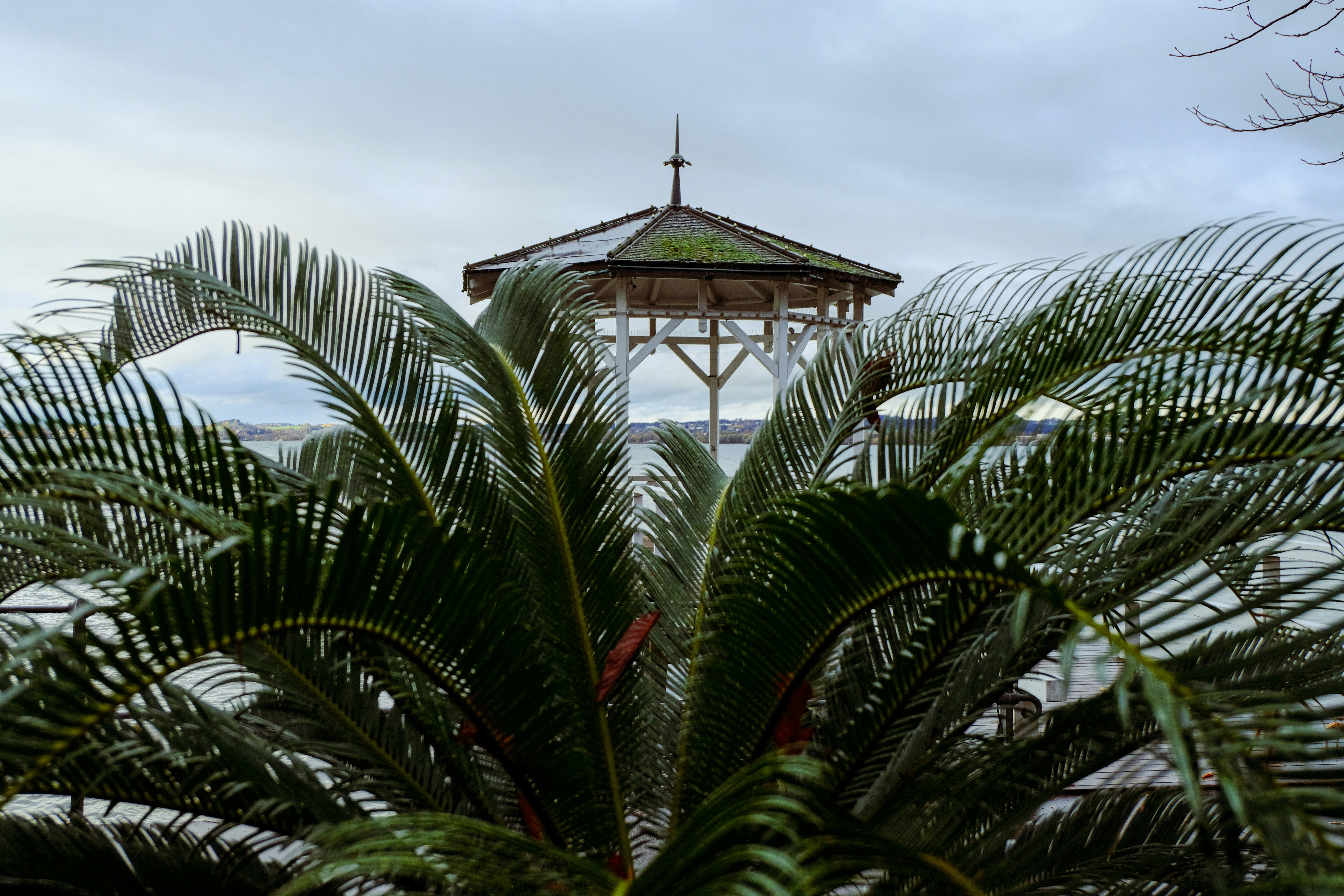 A gazebo surrounded by palm trees on a cloudy day photo – Free Gazebo ...