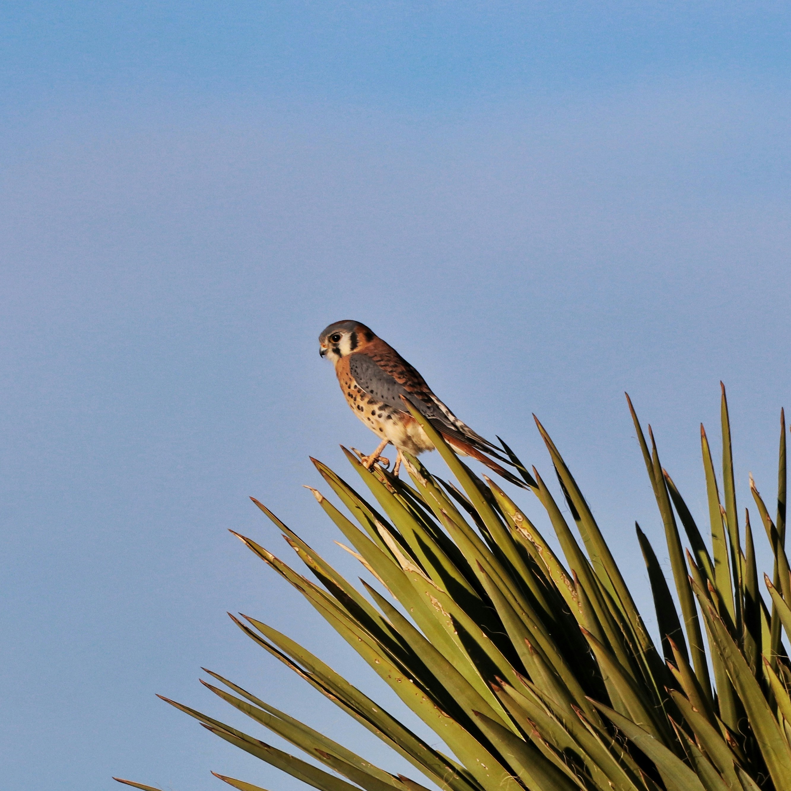Kestrel