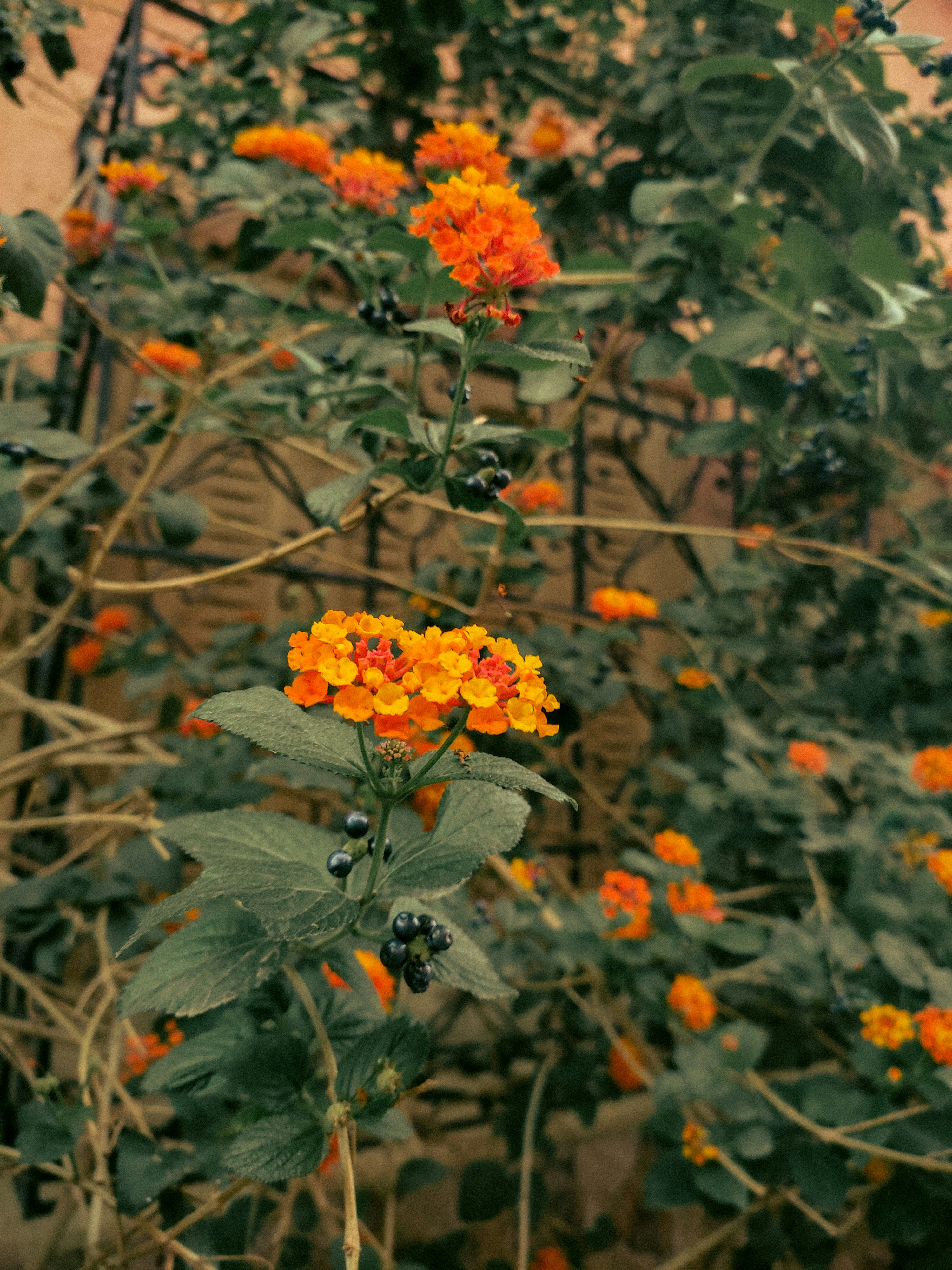 Bright orange lantana blooms dominate the foreground with dark green leaves, while a blurred garden backdrop provides depth.