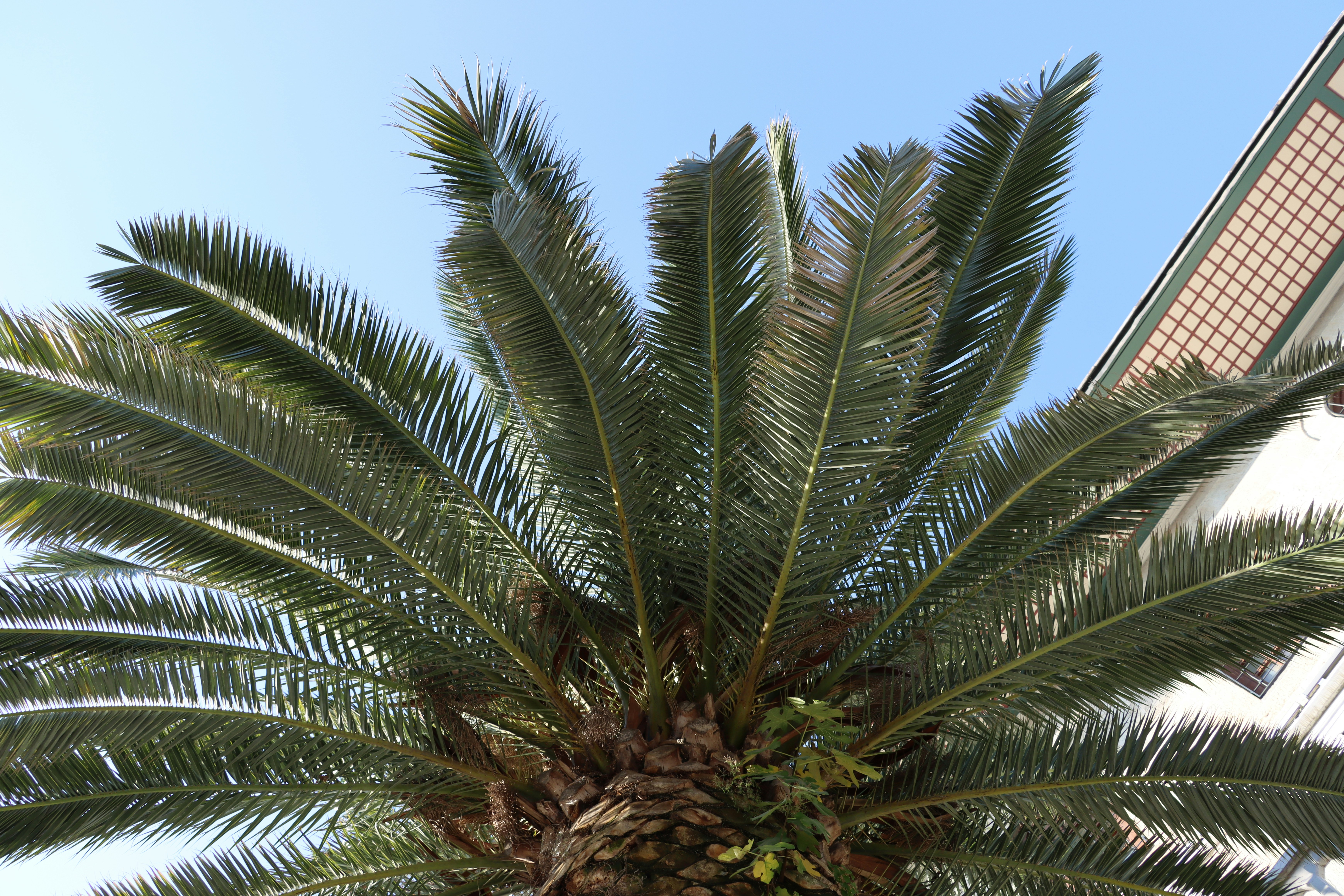 A palm tree in front of a building photo – Free İstanbul Image on Unsplash
