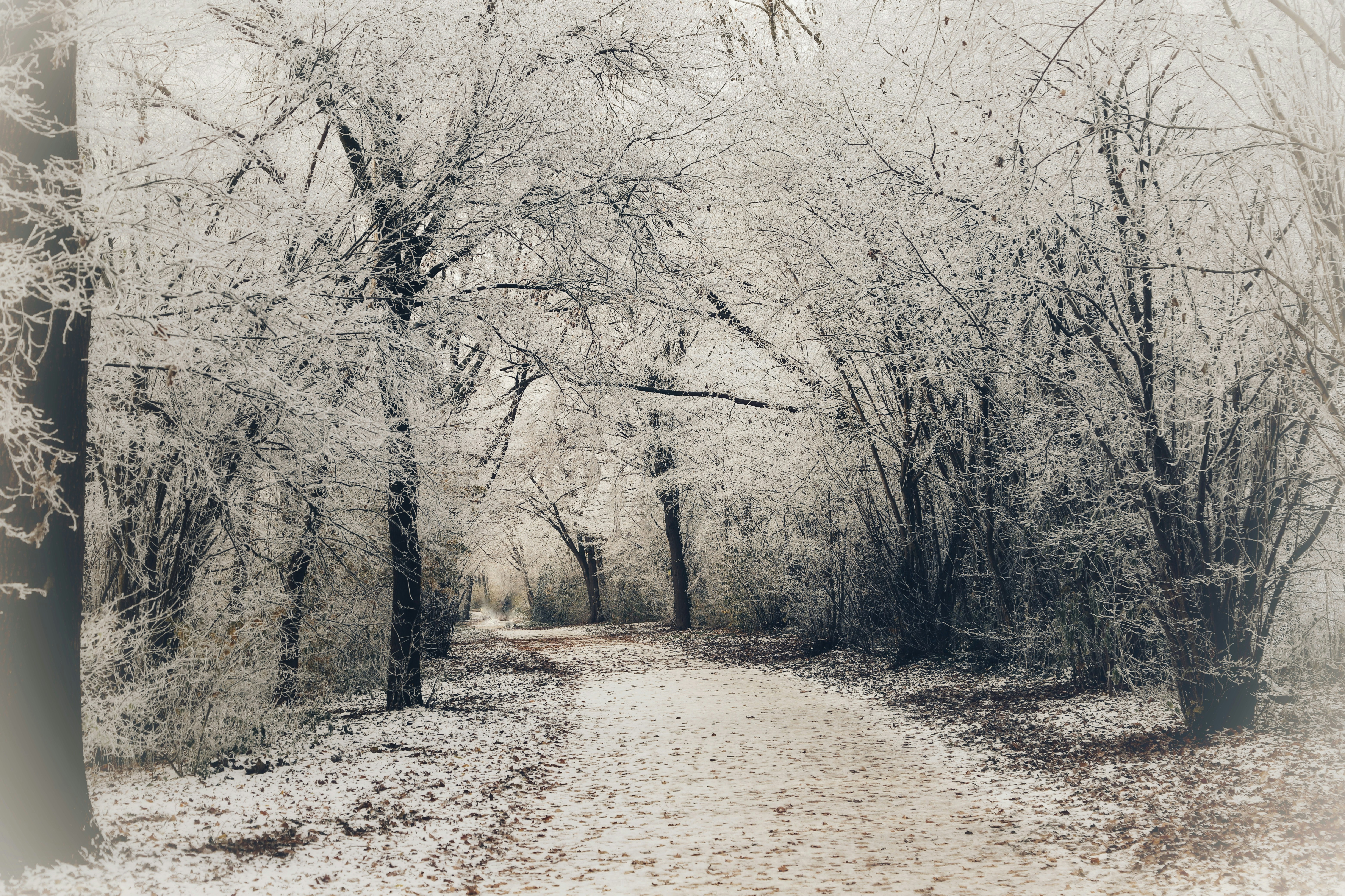A snowy path in a park with trees covered in snow photo – Free Waid ...