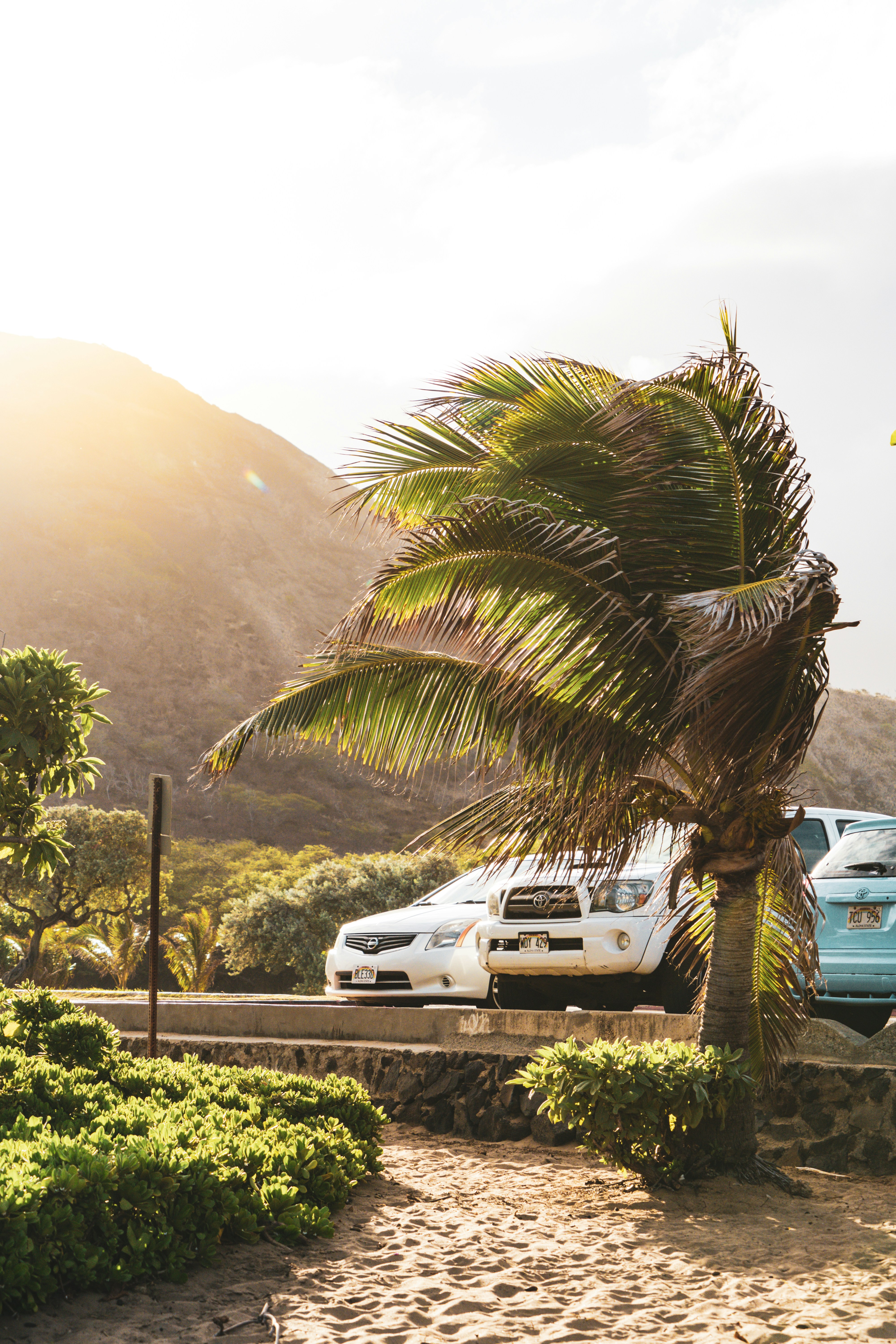Sunlit Palm Bend by a Coastal Parking Haven