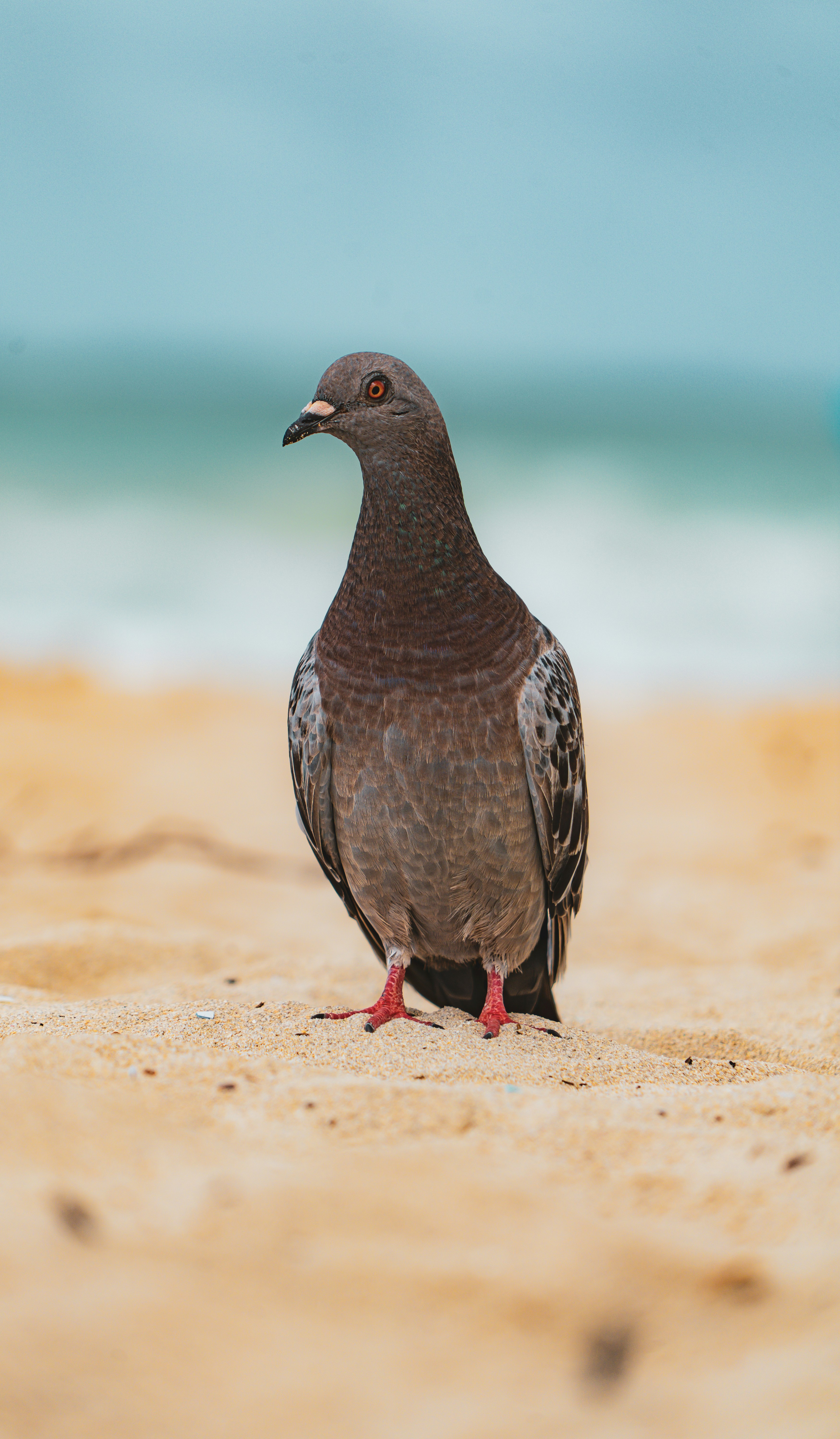 A pigeon stands on sandy beach, gazing intently at the horizon where the ocean meets the sky.