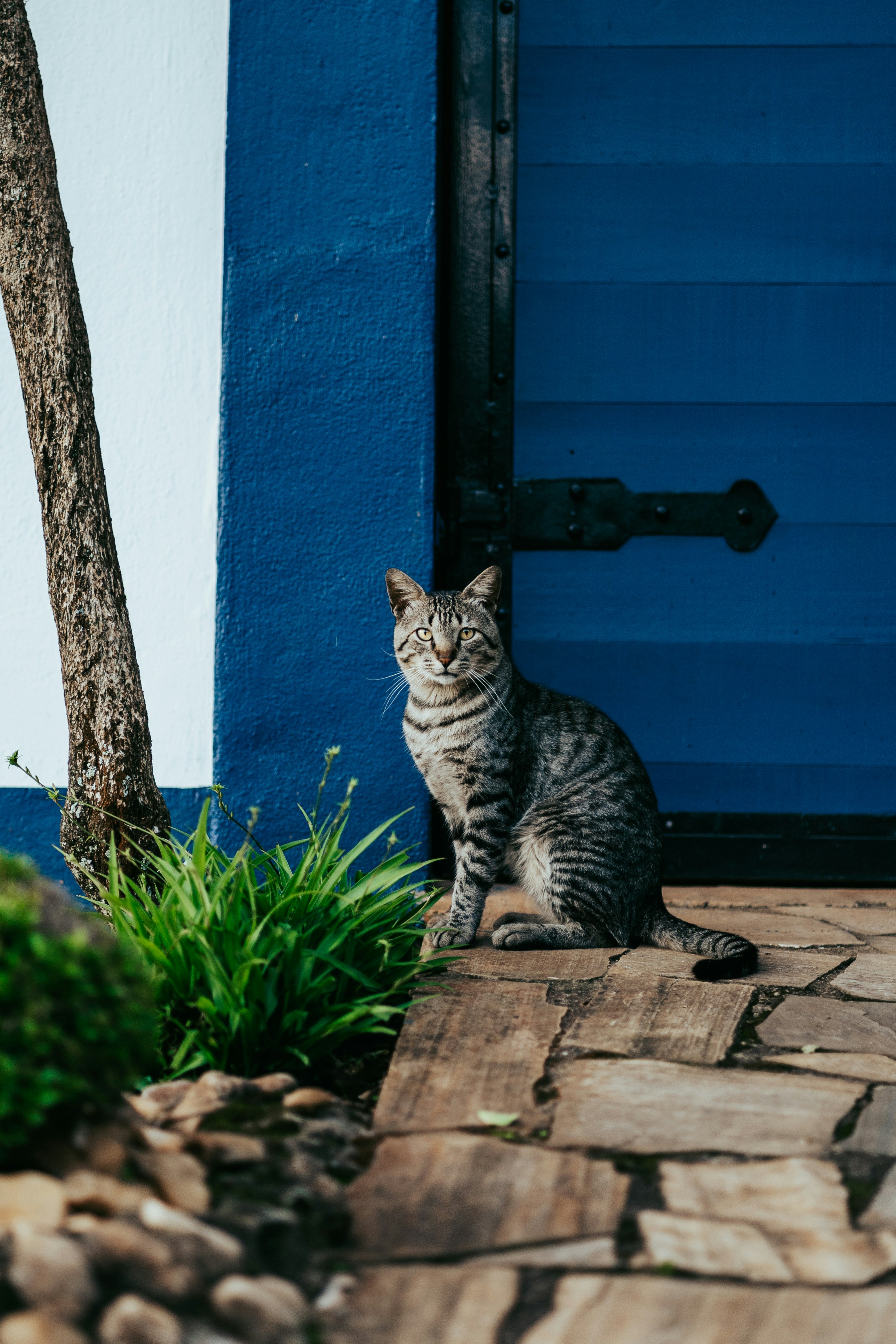 Azure Threshold: A Tabby Watches from the Cobblestone Path