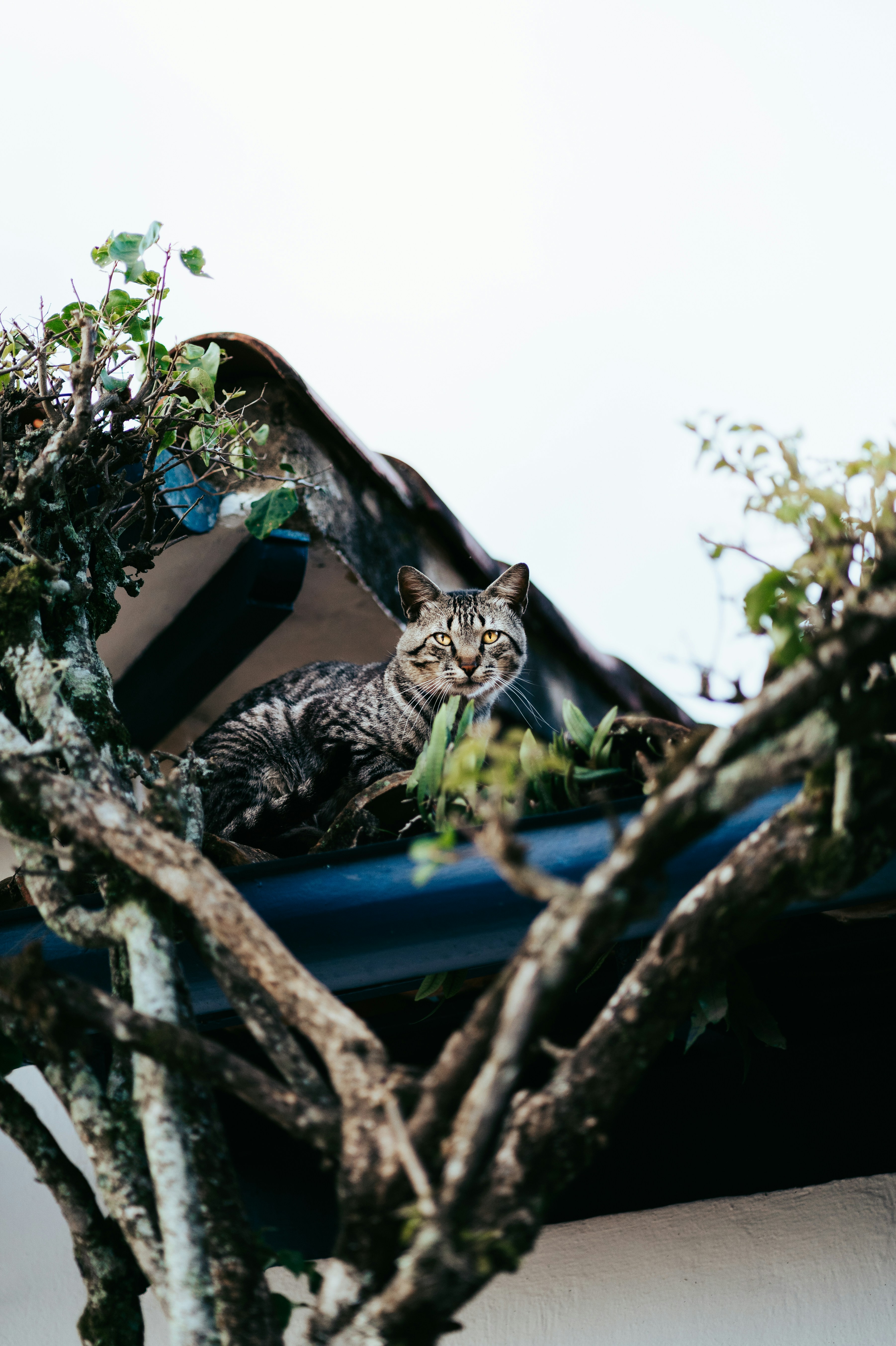 Un chat assis sur un toit à côté d’un arbre photo – Image gratuite de ...