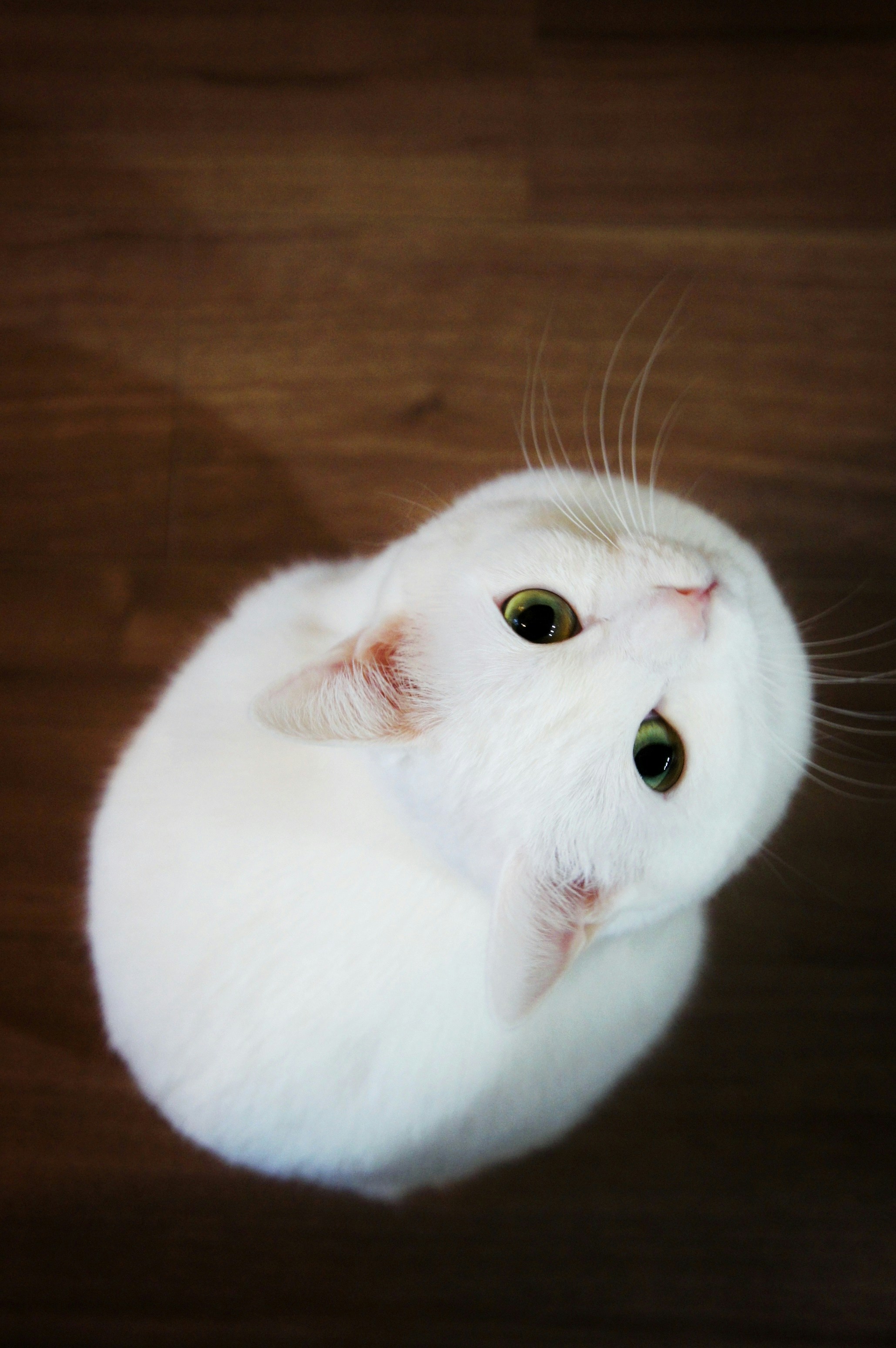 A white cat gazes upward, its round face and expressive eyes capturing a moment of curiosity. The warm wooden floor adds depth to the scene.