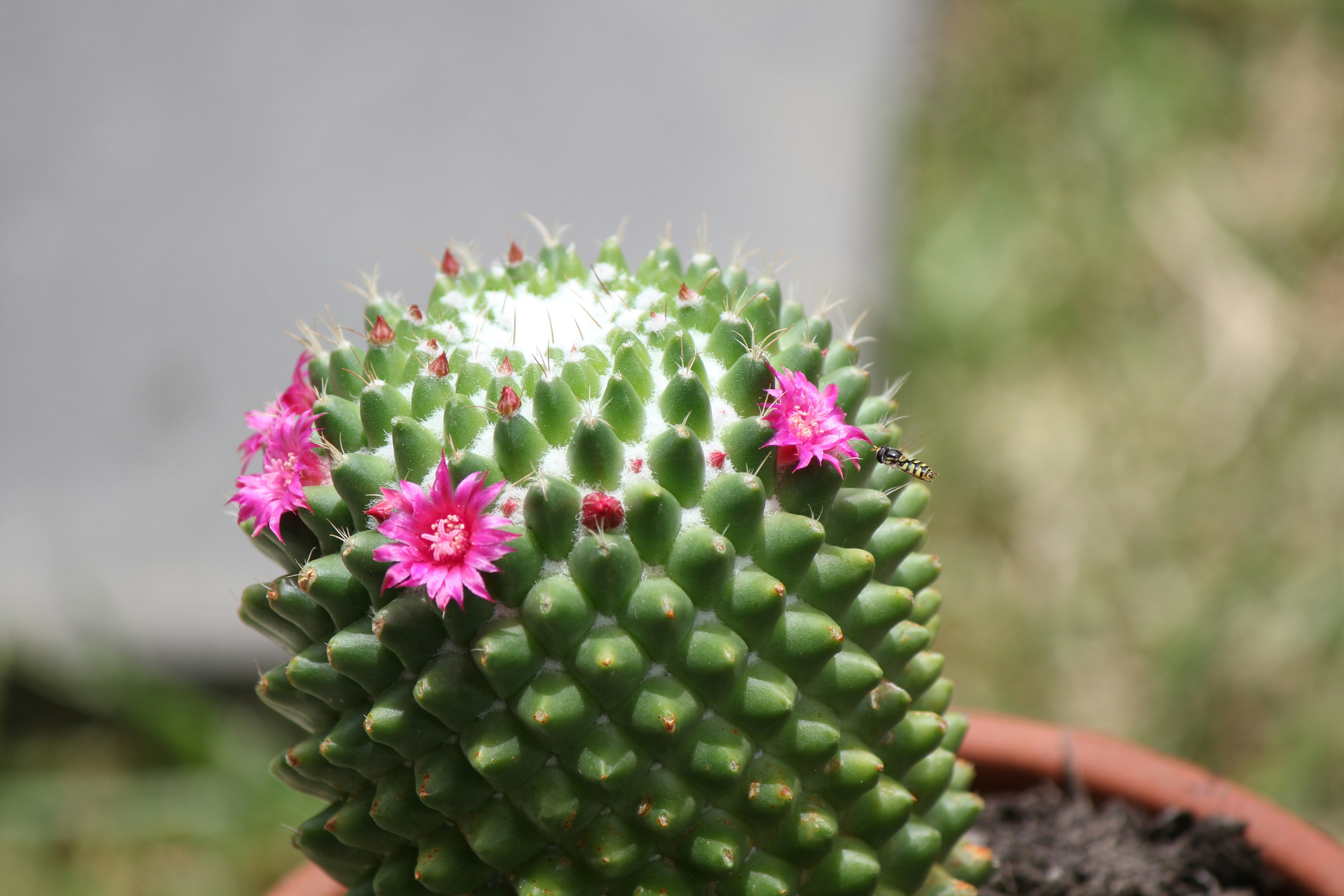 Petal Crown on a Spiked Green: Macro of a Potted Cactus Bloom