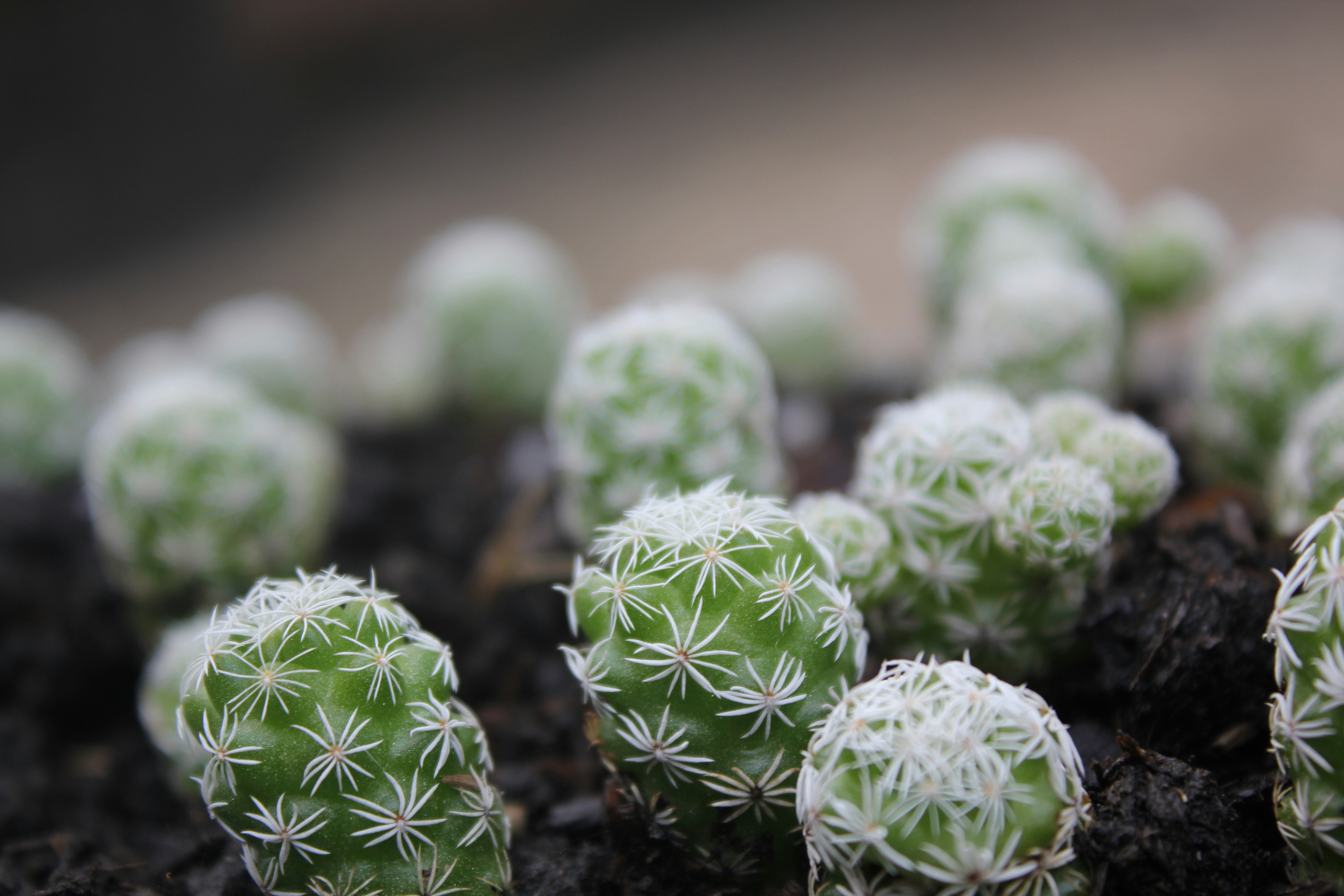 A group of baby cactus