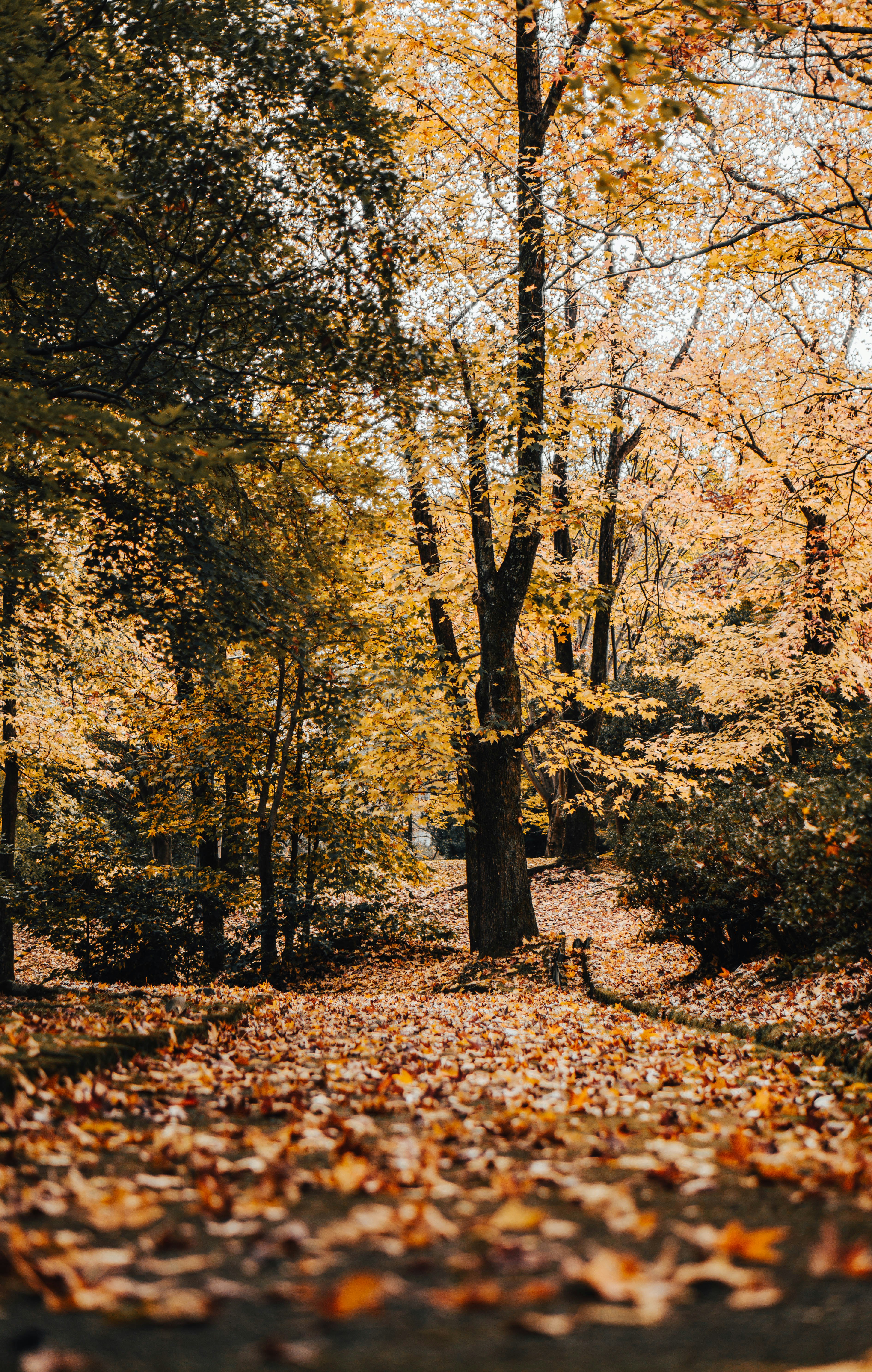 A leaf covered path in the middle of a forest photo – Free Autumn Image ...