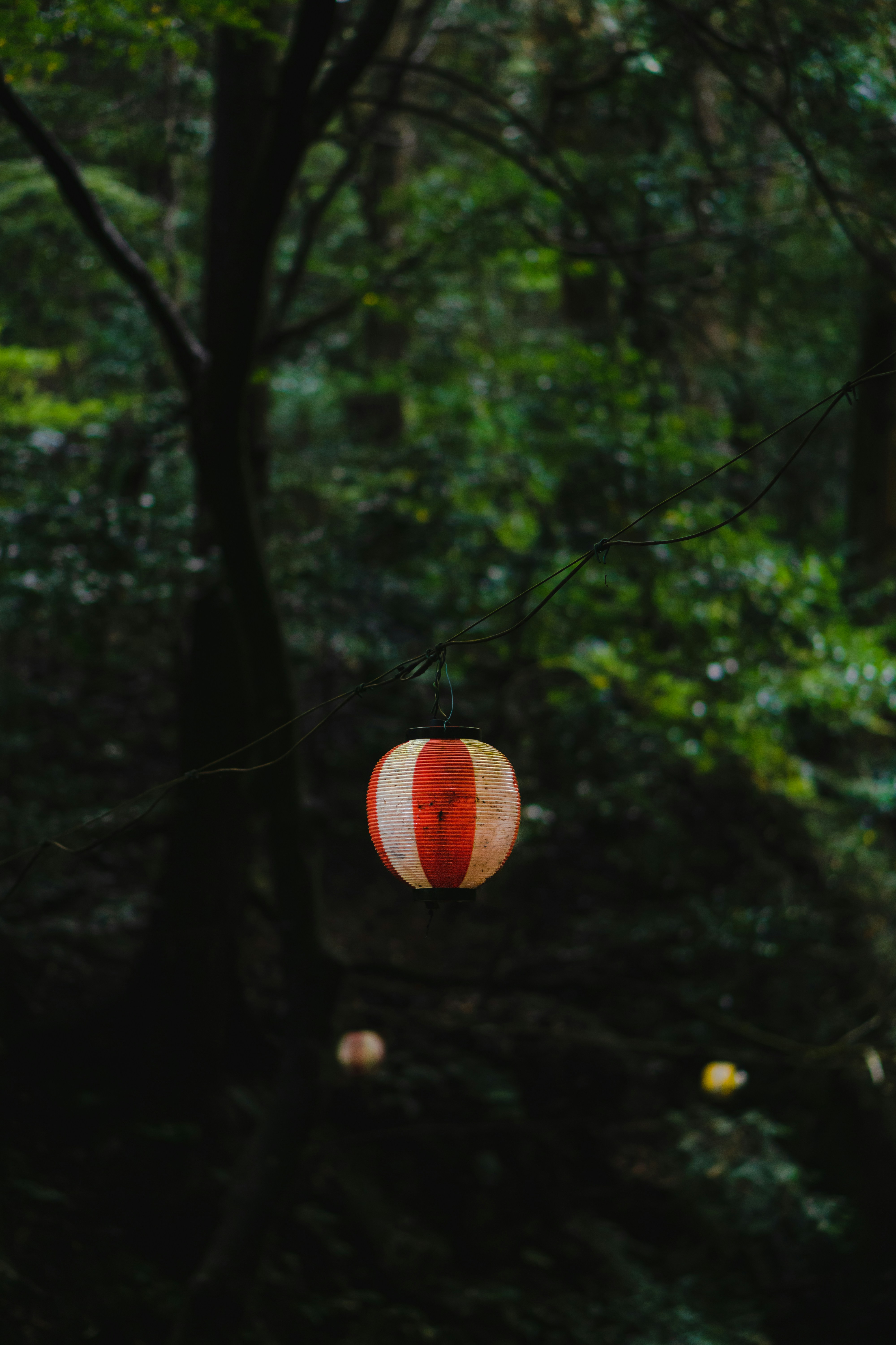 Crimson Lantern Drifting Through a Quiet Forest