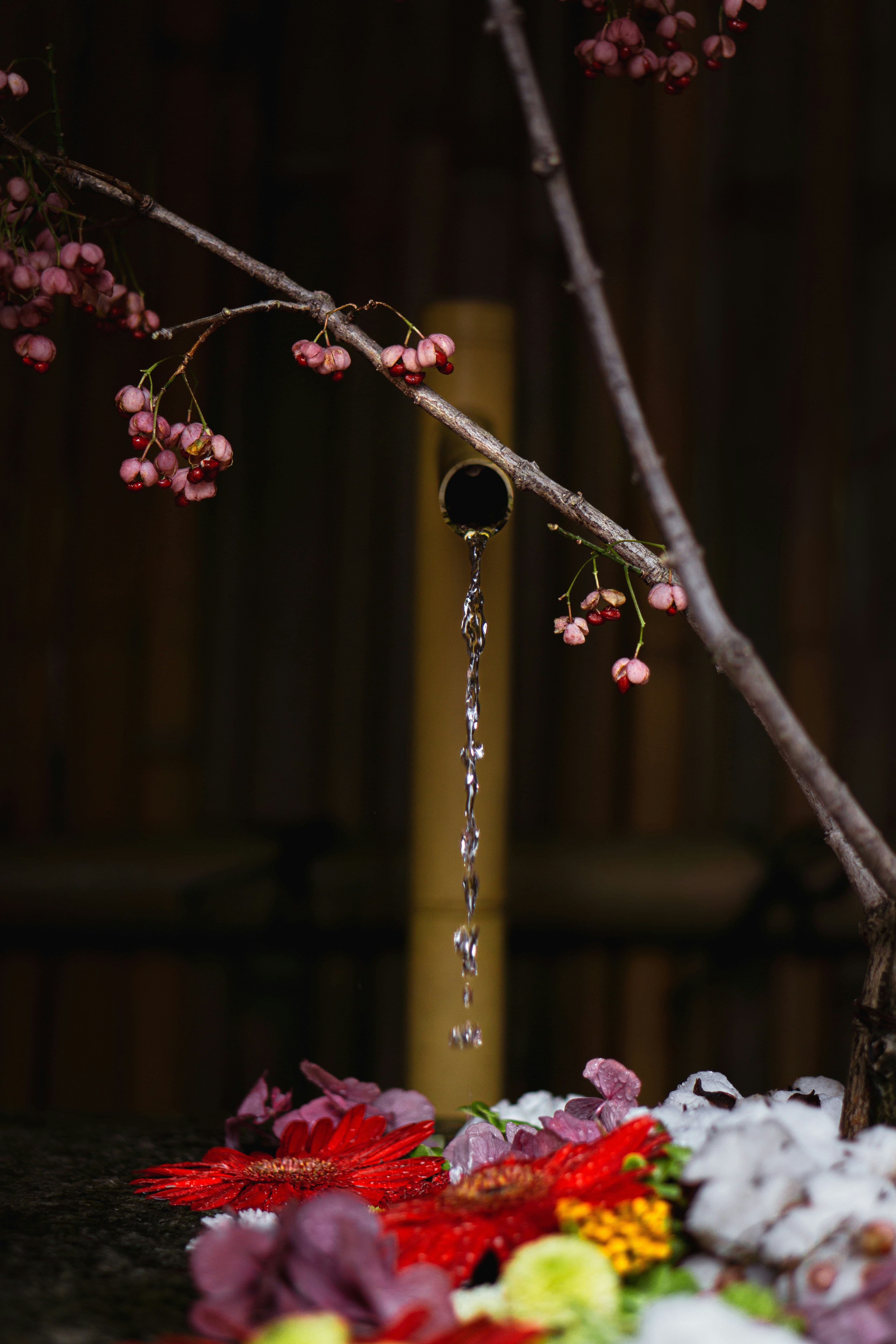 Drip Under Sakura: A Quiet Shrine Water Spout Framed by Blossoms
