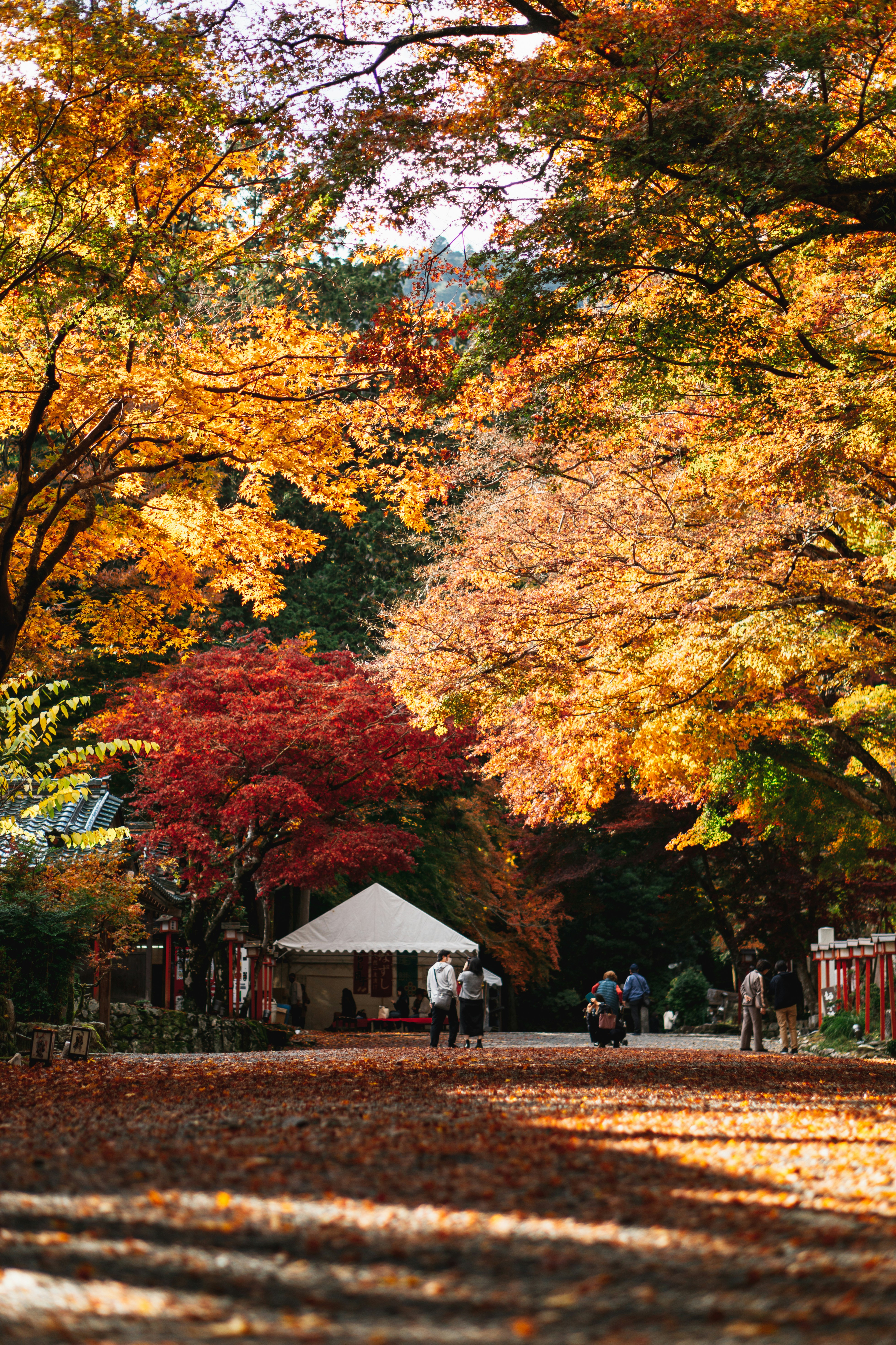 A group of people walking through a park in the fall photo – Free Japan ...