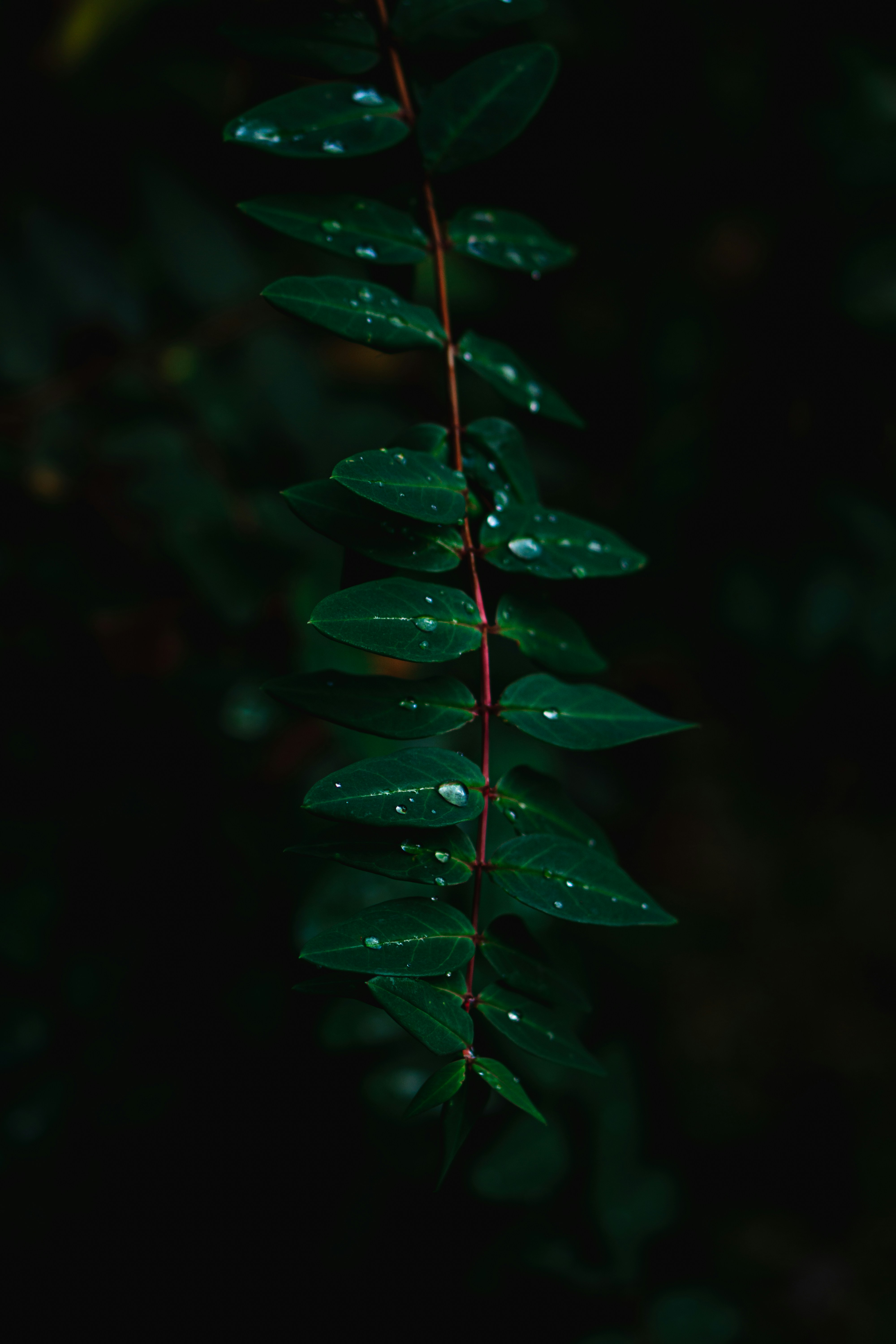 Photo by Diana Lisunova with Sony Alpha 6000