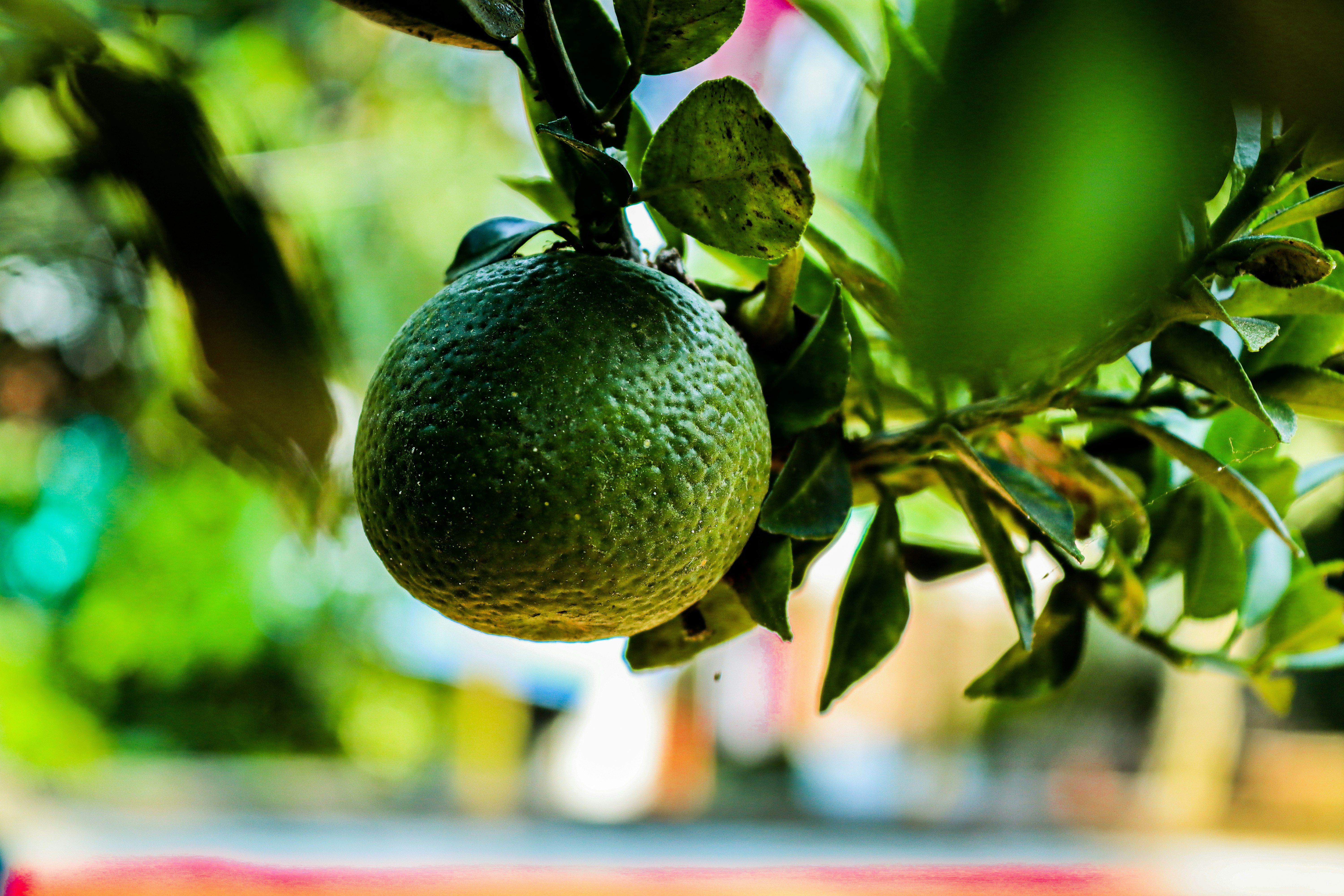 Green orange suspended from a tree branch with lush leaves.
