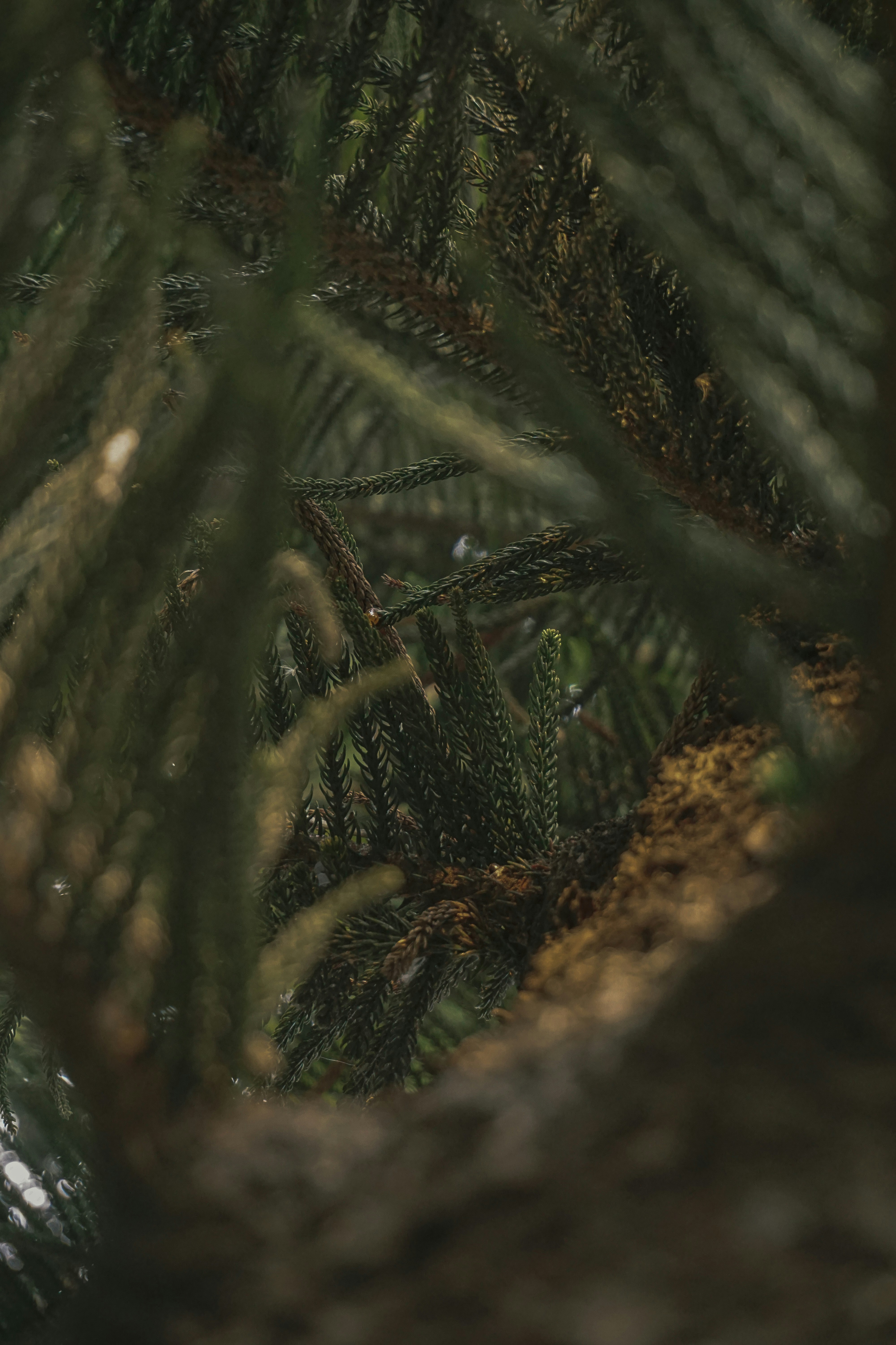 In the Thicket of Needles: a Hidden Moment Among Conifer Fronds