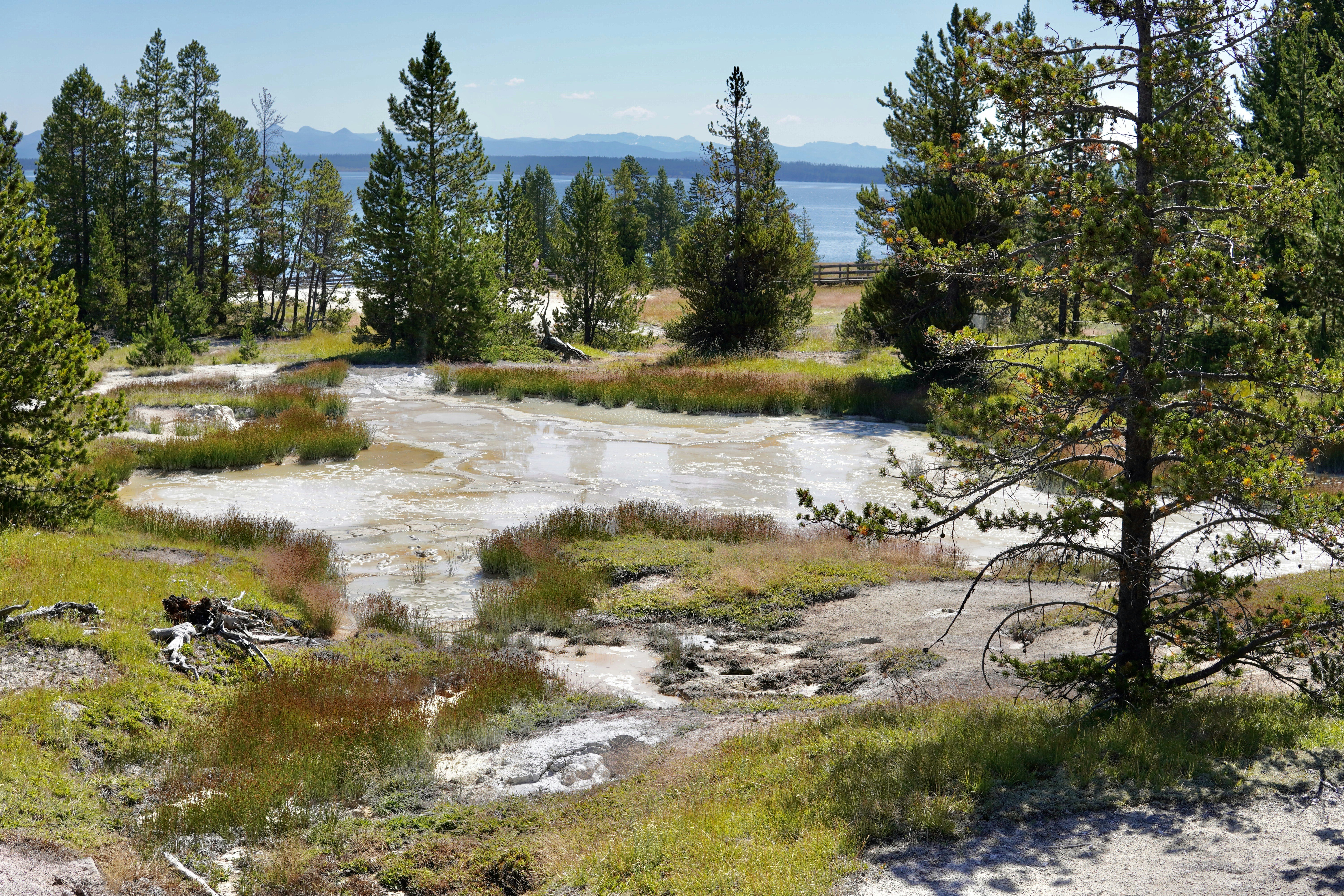 A small pond surrounded by trees and grass photo – Free Yellowstone ...