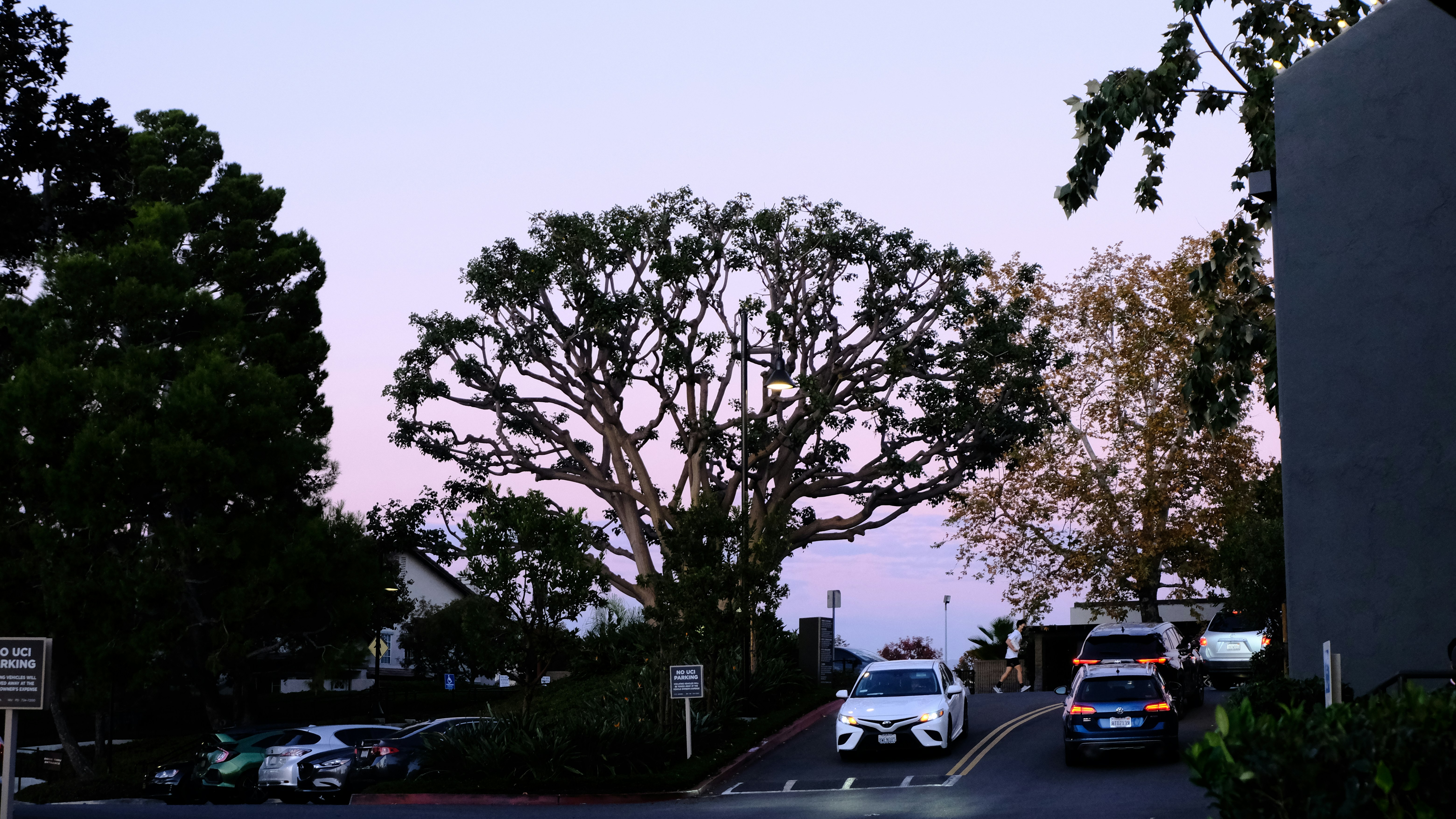Silhouetted trees line a suburban street at twilight with cars parked along the road.