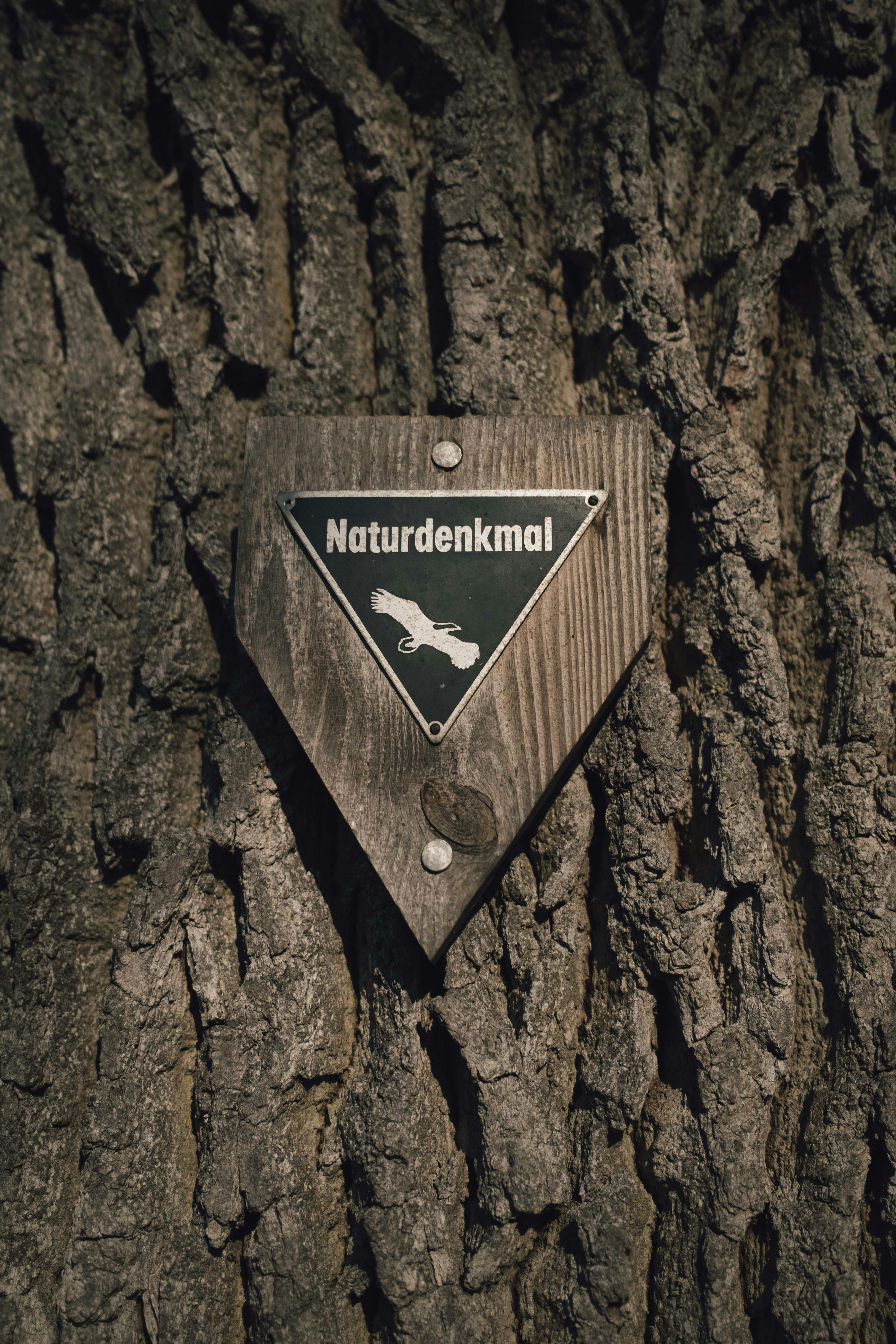 a sign on the bark of a tree