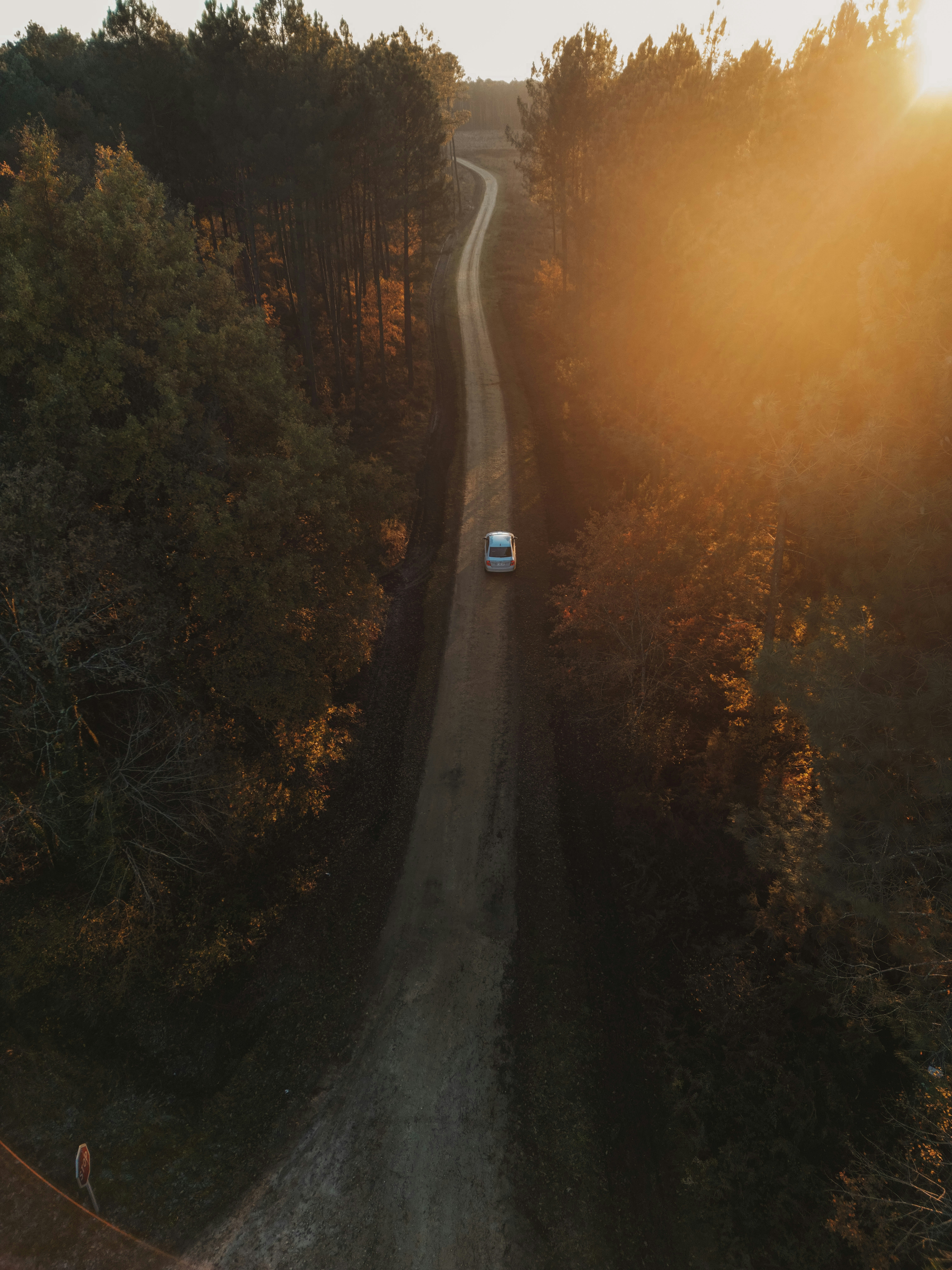 Sunlit Spine: A Lone Car Traverses a Narrow Woodland Road
