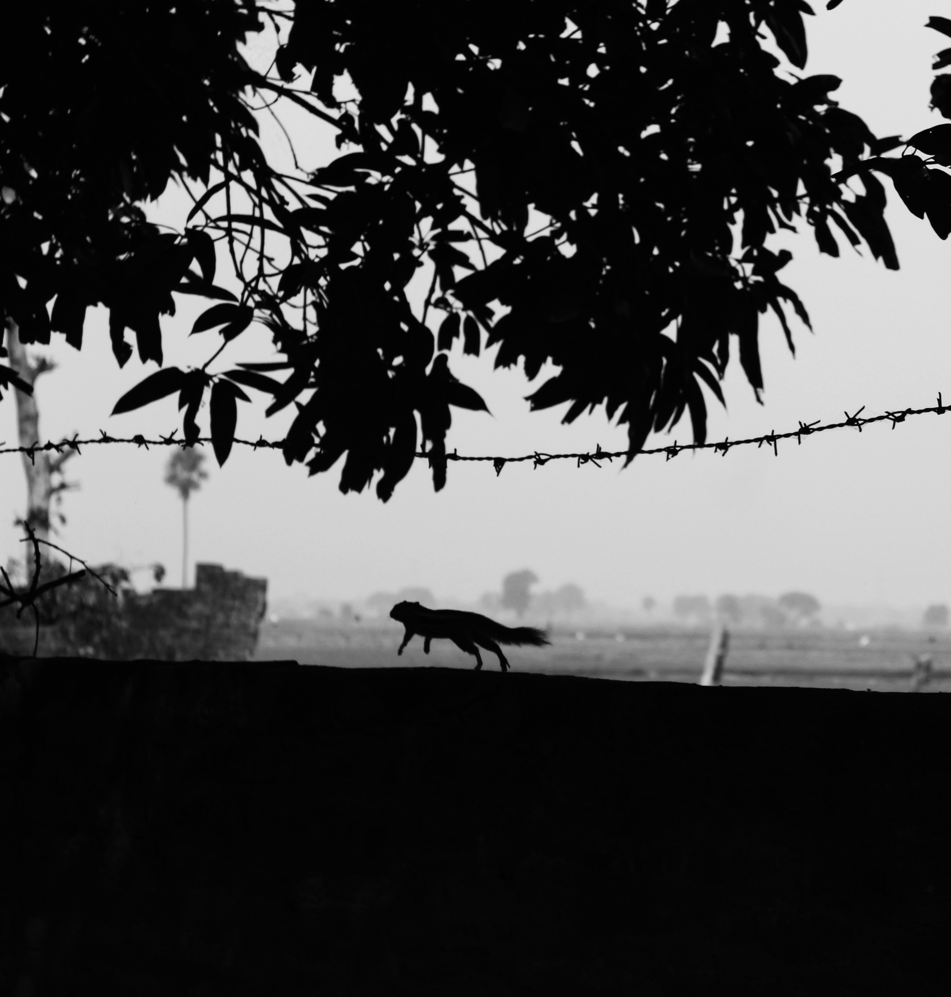 a black and white photo of a bird on a fence
