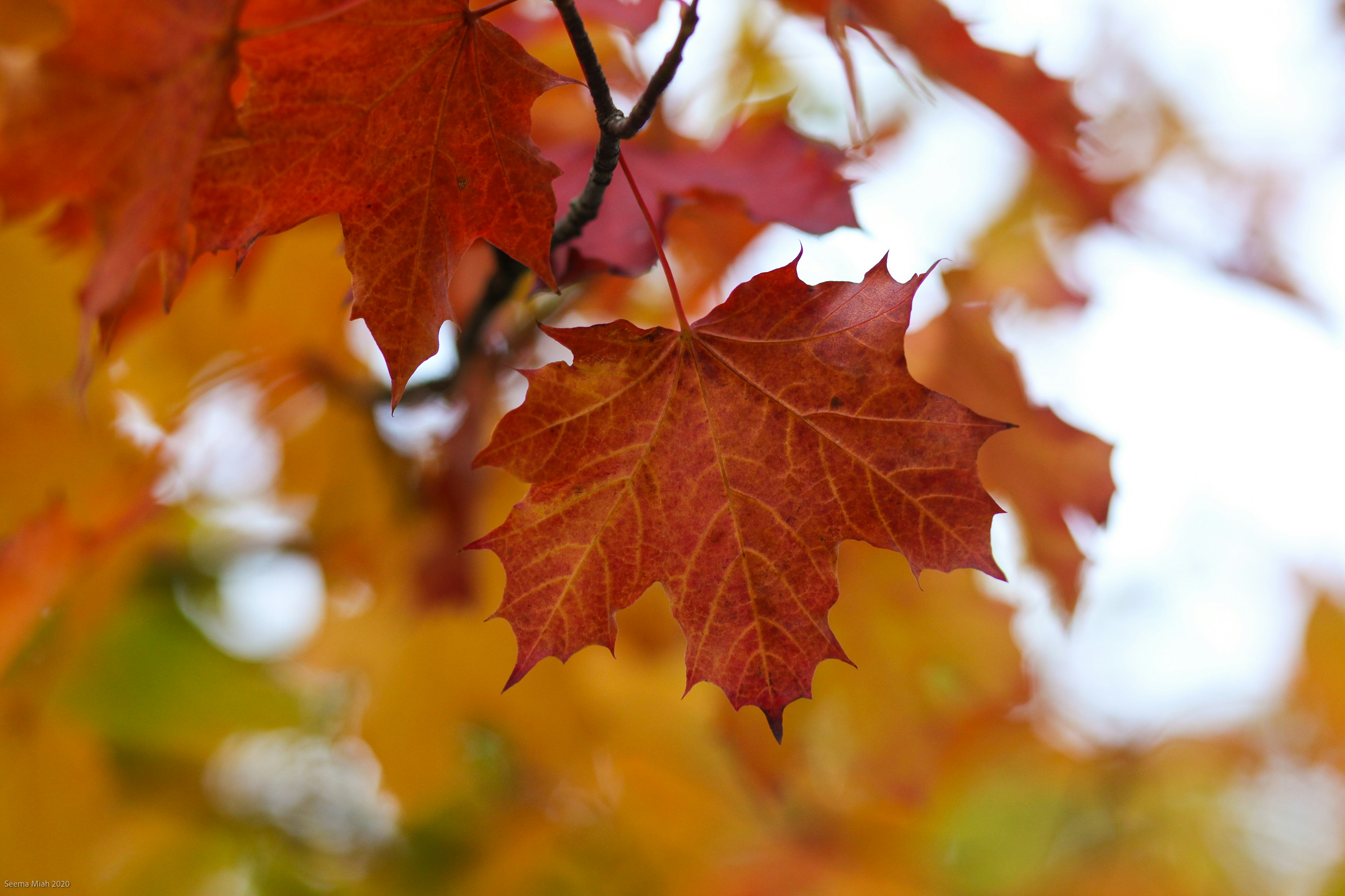 A close up of a leaf on a tree photo – Free Westburn park Image on Unsplash