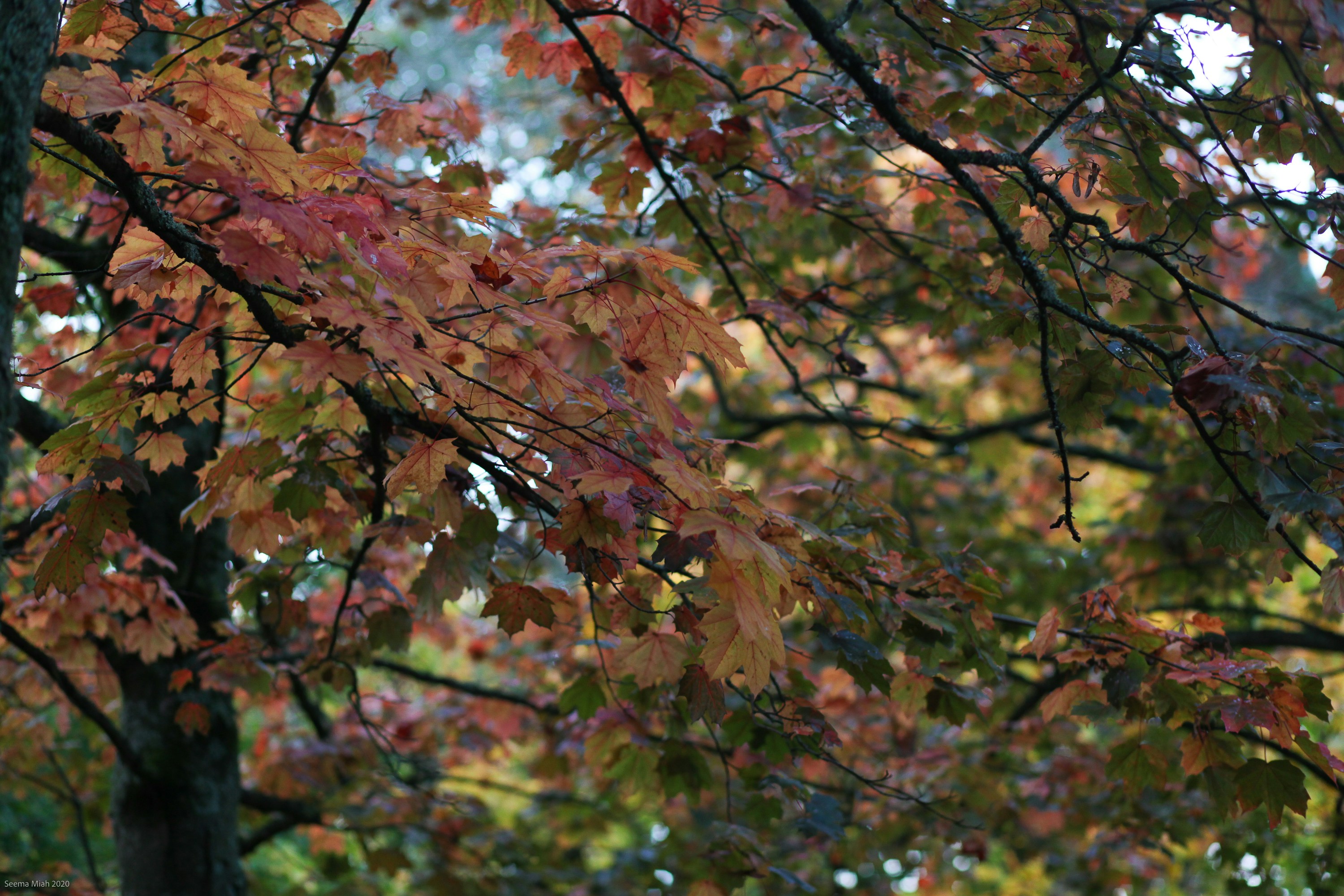 A tree with lots of leaves on it photo – Free Westburn park Image on ...