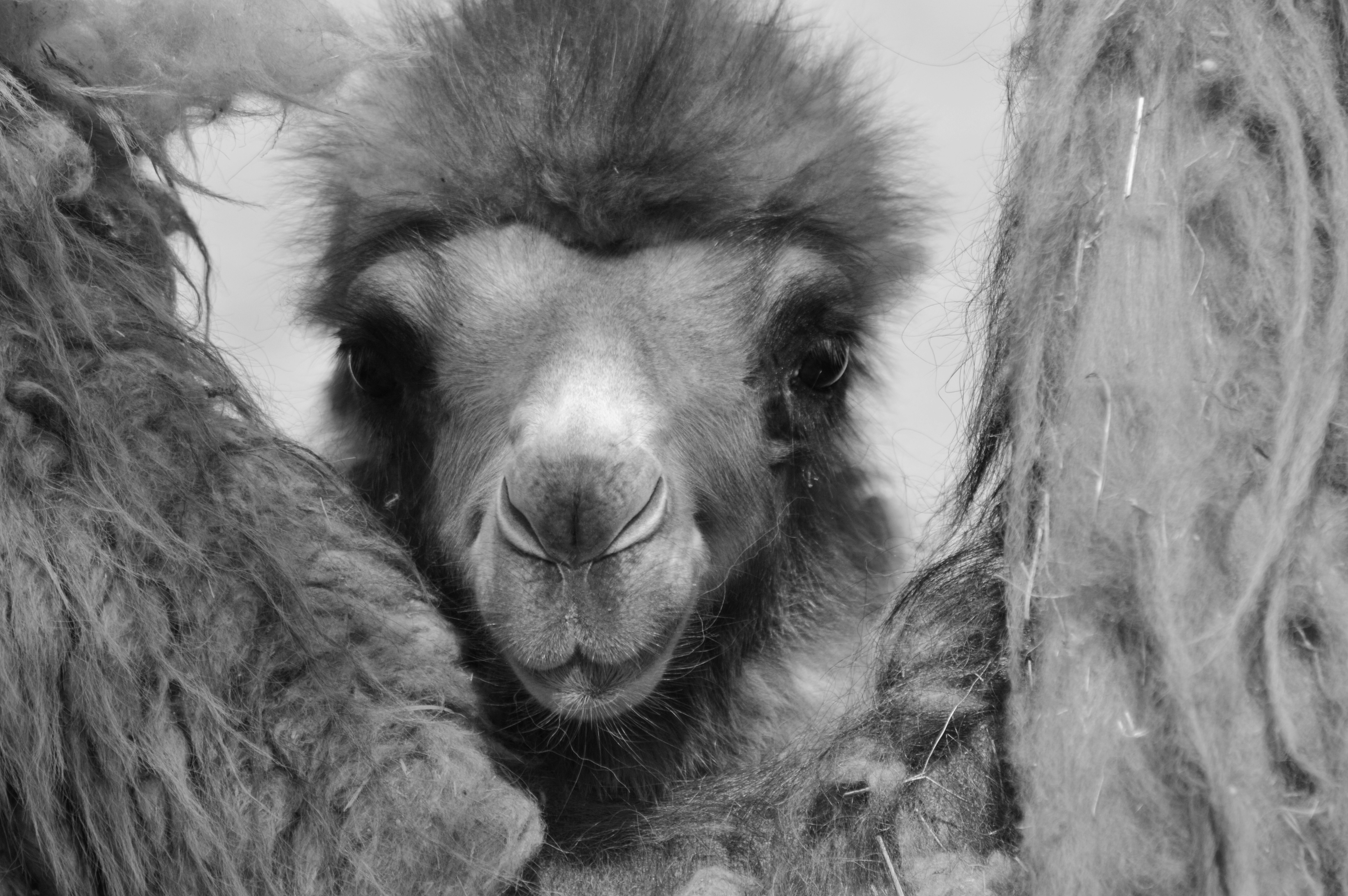 a black and white photo of a camel