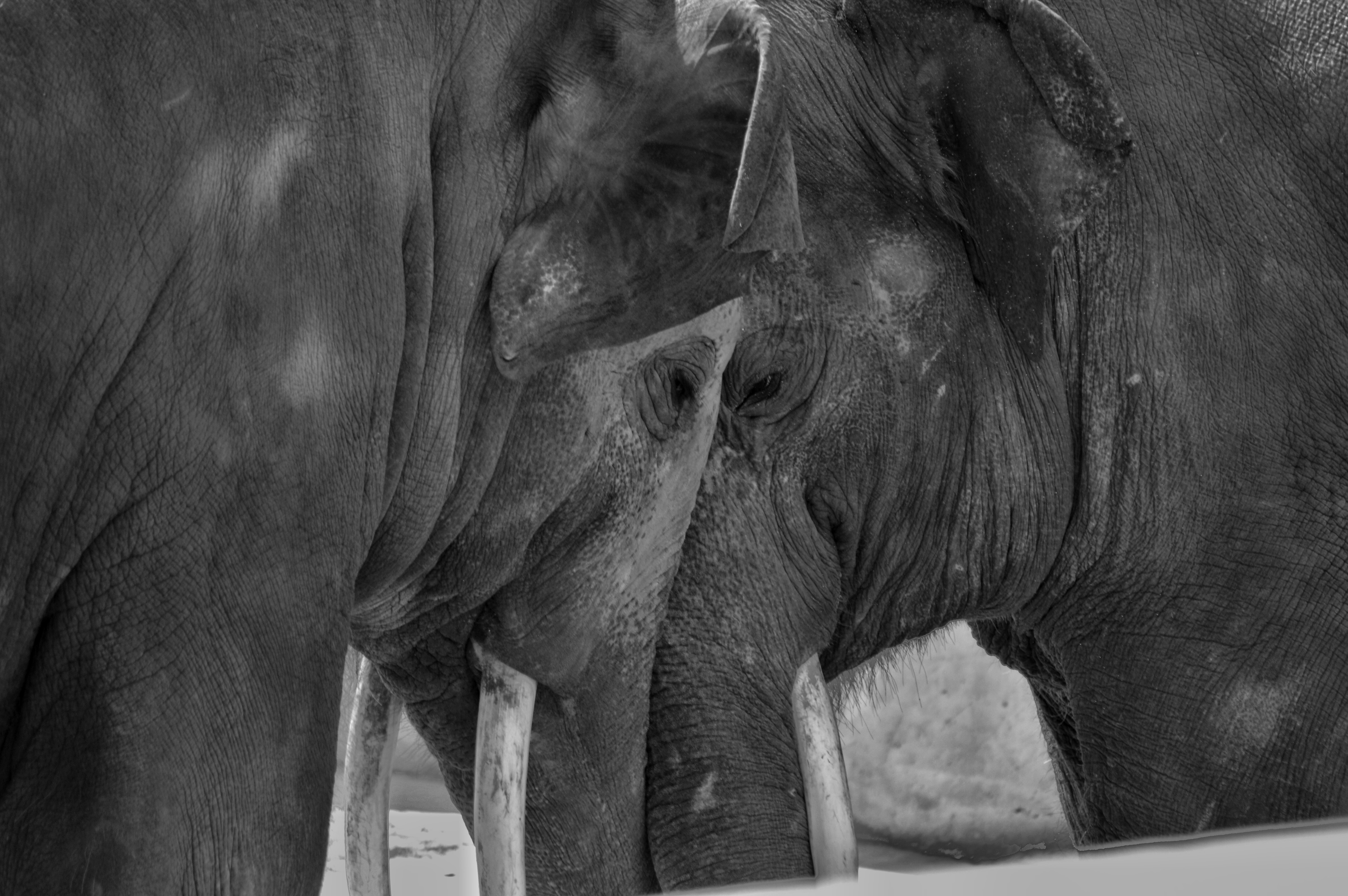Ivory Echoes: Close-Up of Elephant Faces in Monochrome