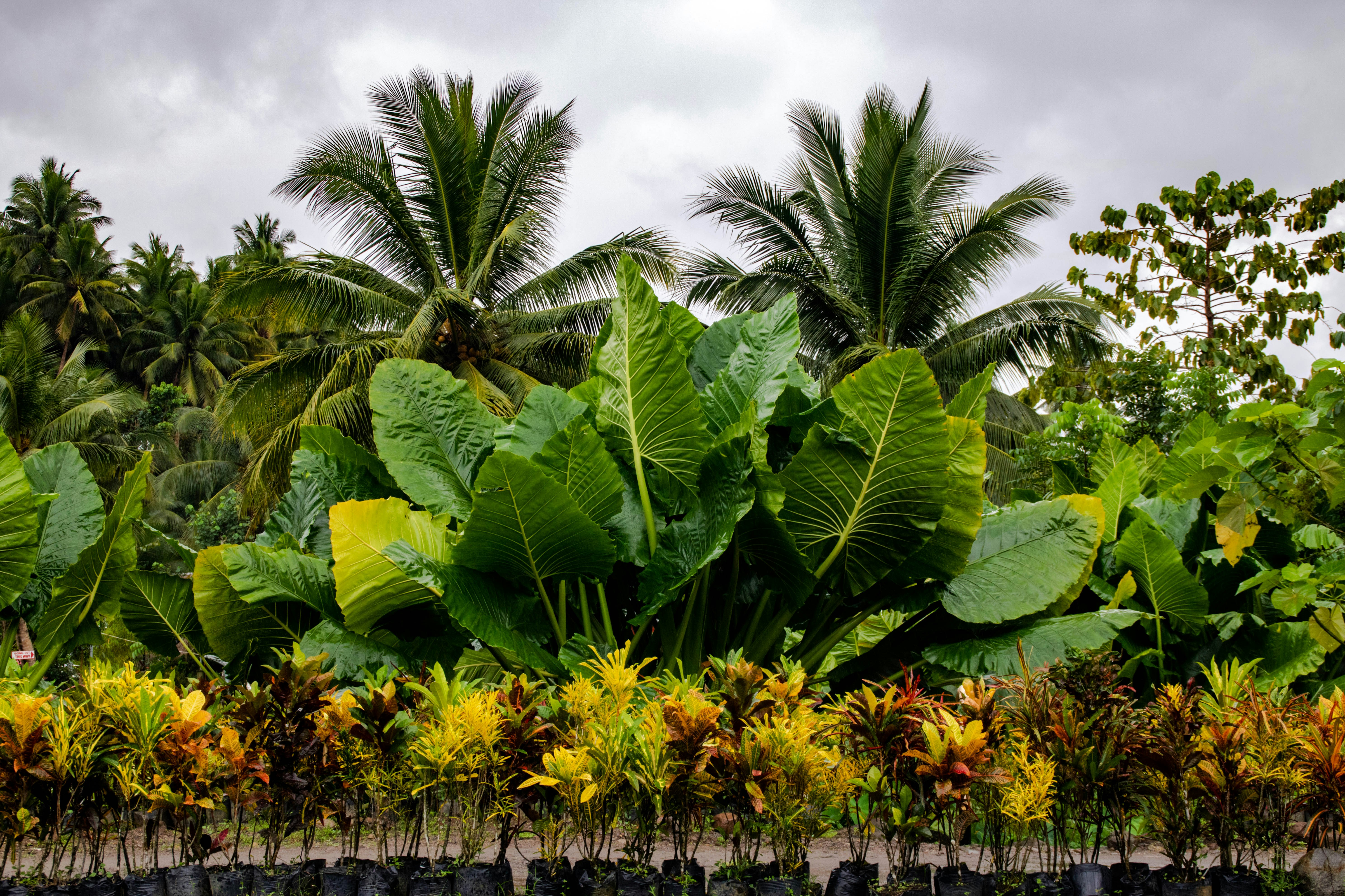 Canopy and Citrus Border: A Layered Tropical Glimpse